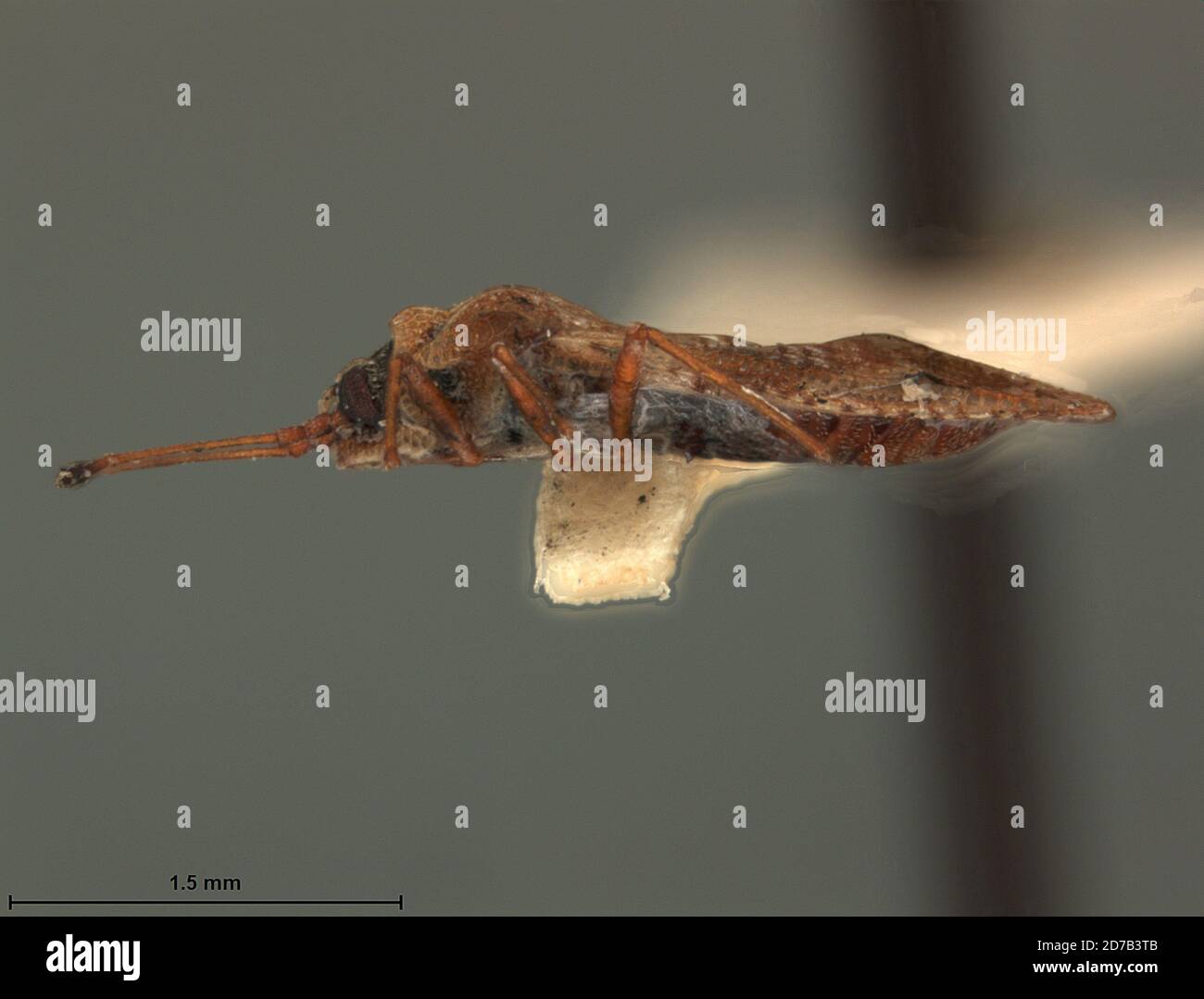 Chakrata hi-res stock photography and images - Alamy