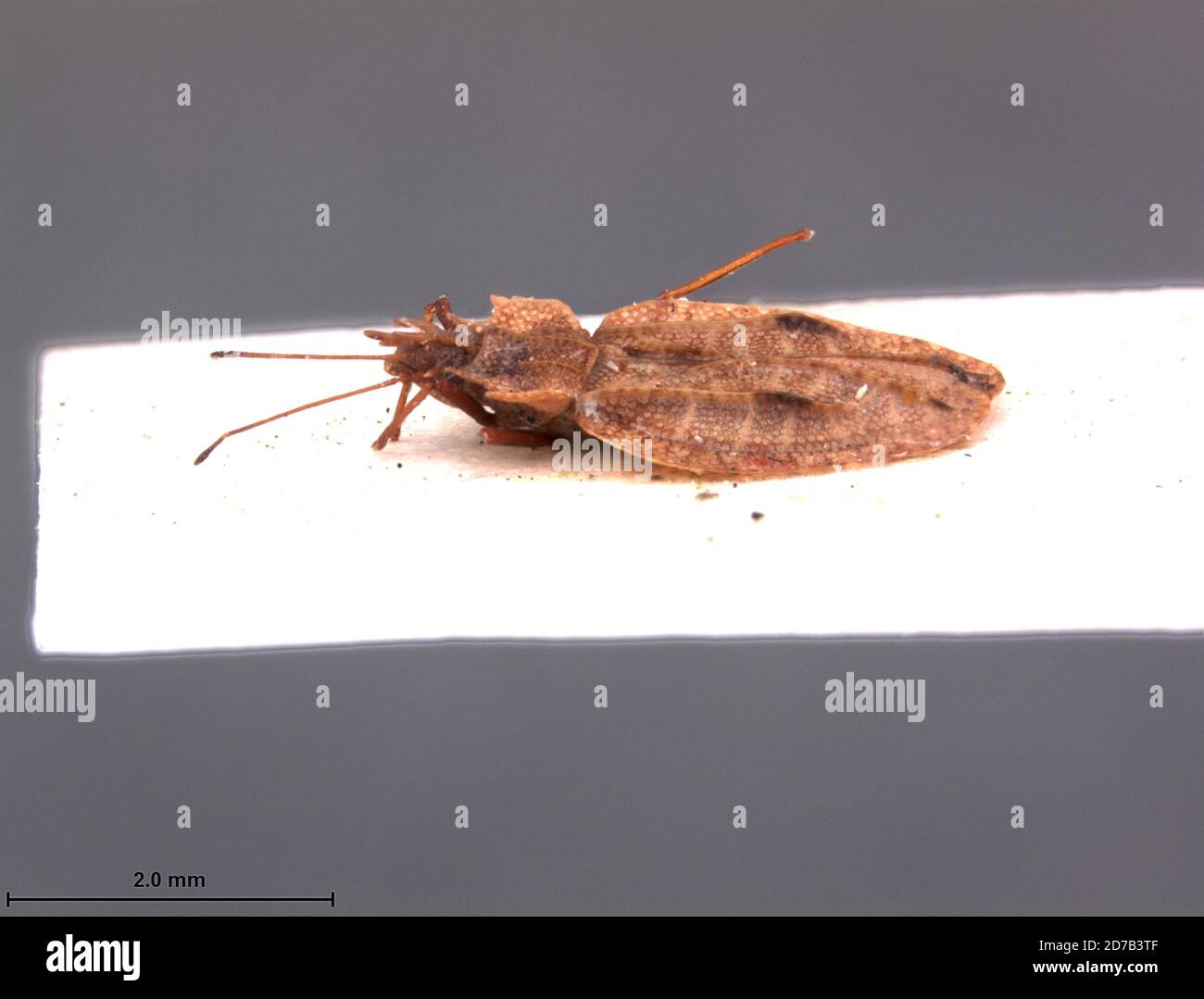 Jinja, Busoga, Uganda, Phatnoma jinjana Drake, 1956, Animalia ...