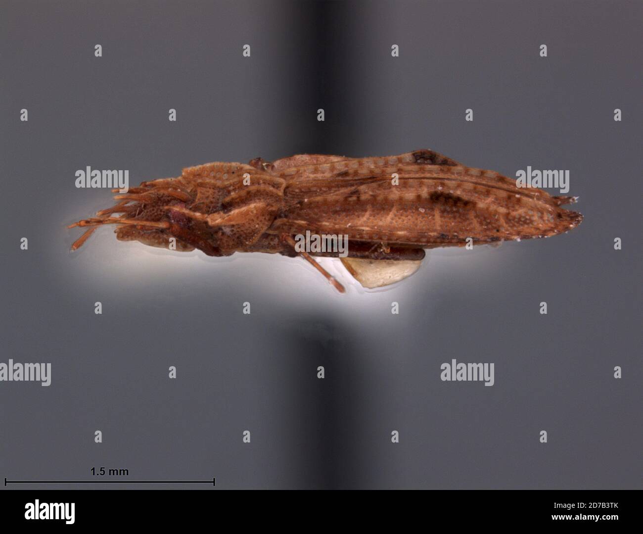 1955 animalia hi-res stock photography and images - Alamy