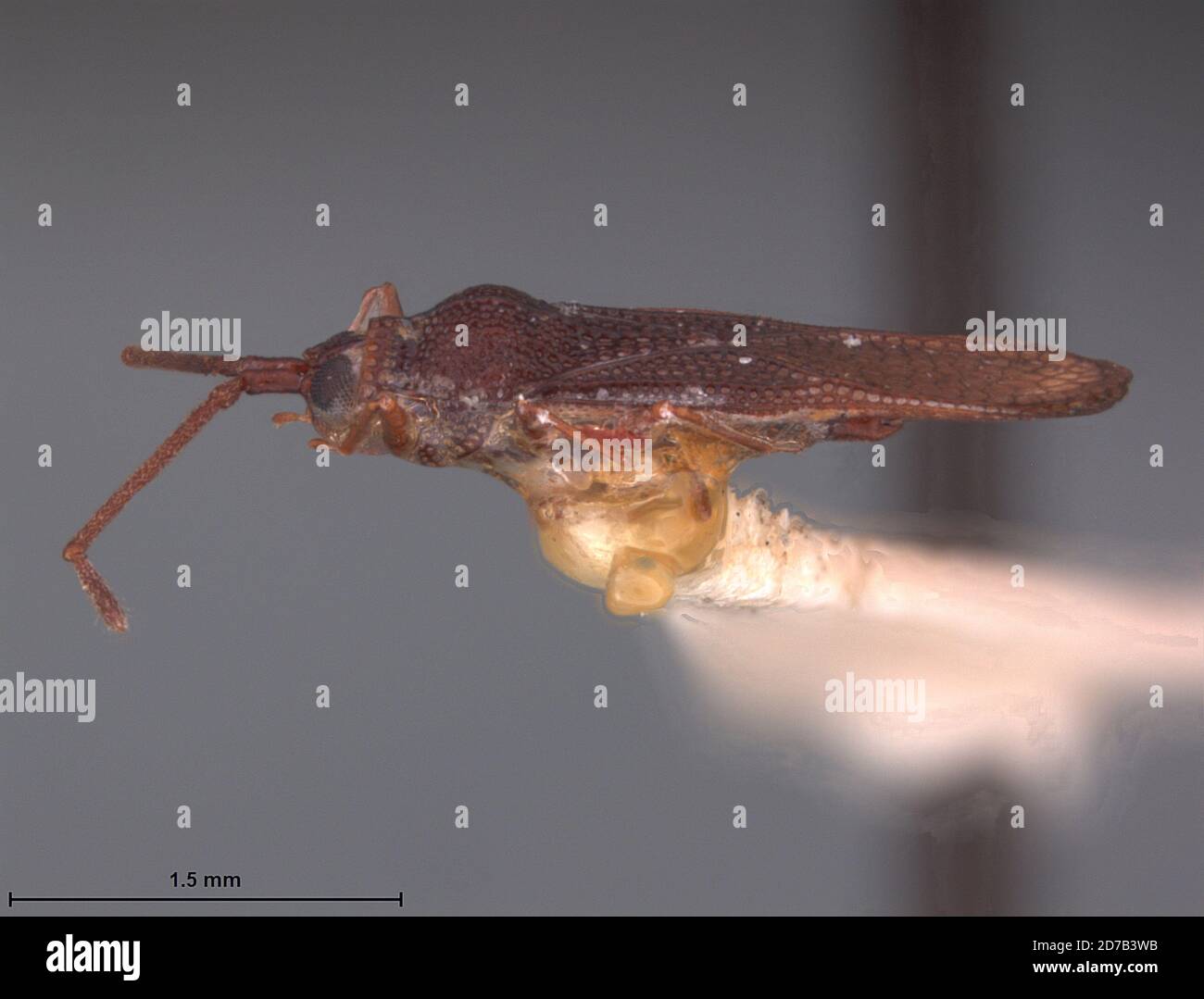 Perissonemia sodalis drake hi-res stock photography and images - Alamy