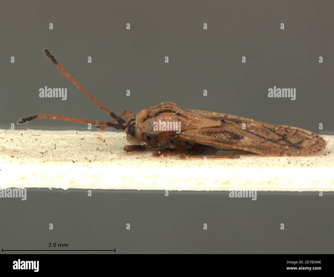 1956 animalia hi-res stock photography and images - Alamy