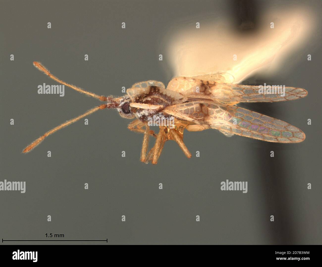 1946 animalia hi-res stock photography and images - Alamy