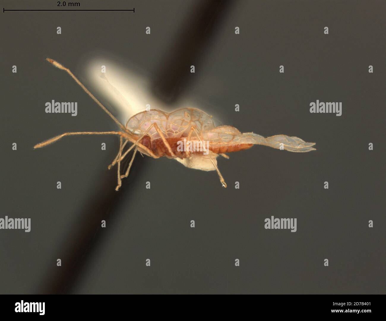 Coimbatore, Tamil Nadu, India, Stephanitis charieis Drake ...