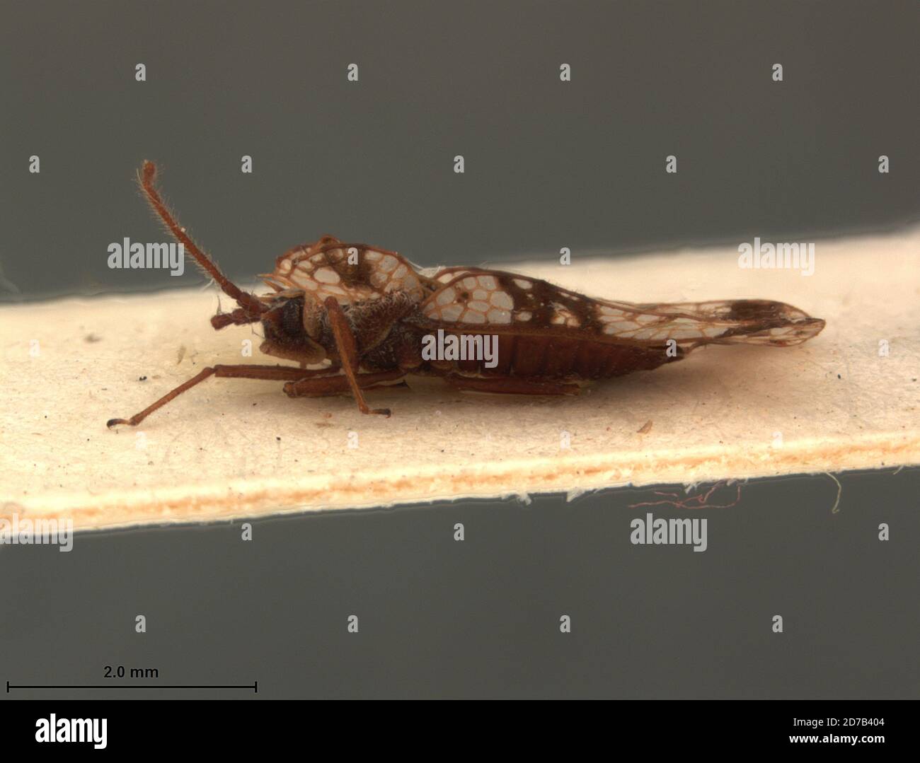 Sinuessa nairobia drake hi-res stock photography and images - Alamy