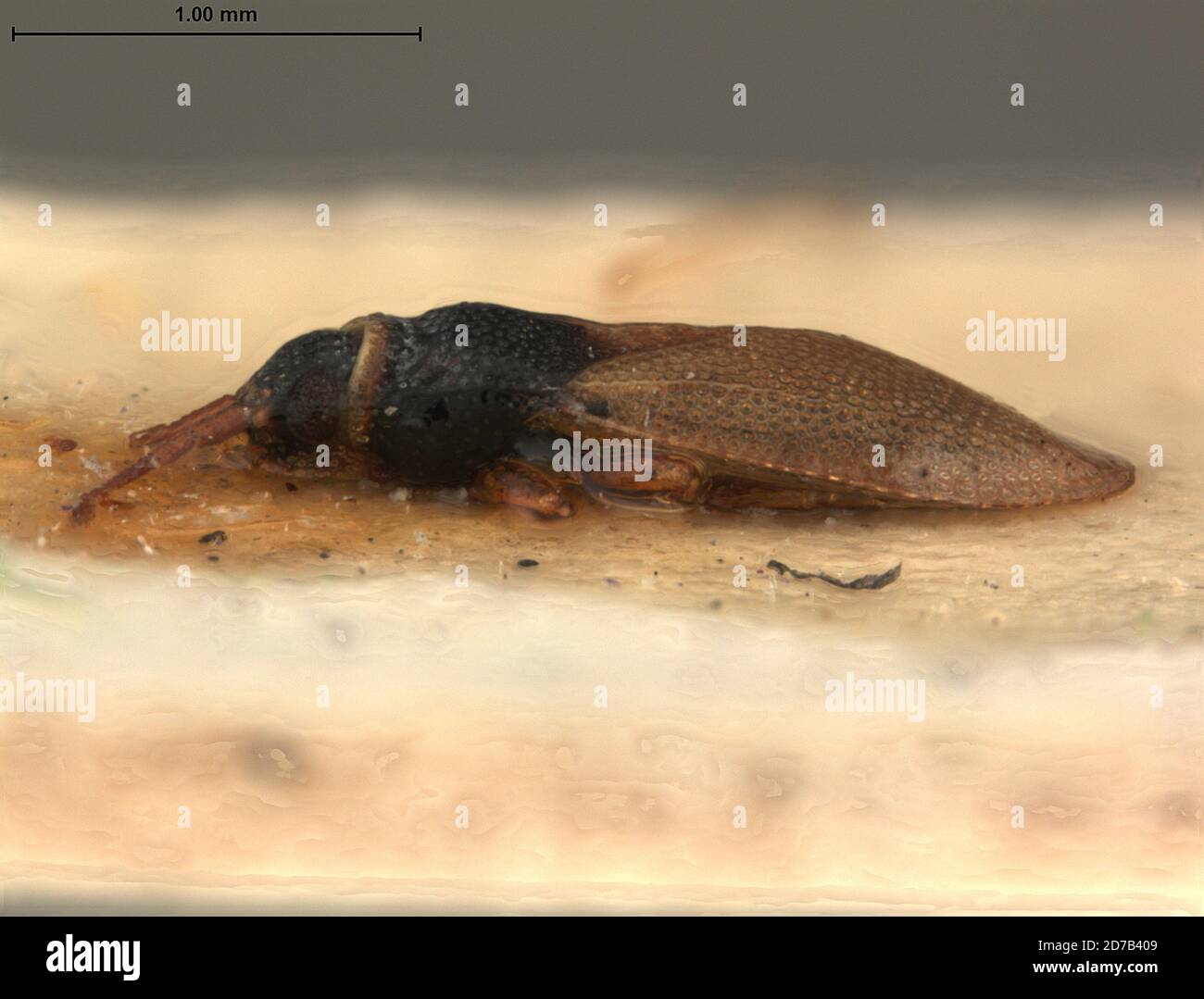 Sapporo, Hokkaid?, Japan, Serenthia japonica Drake, 1948, Animalia, Arthropoda, Insecta ...