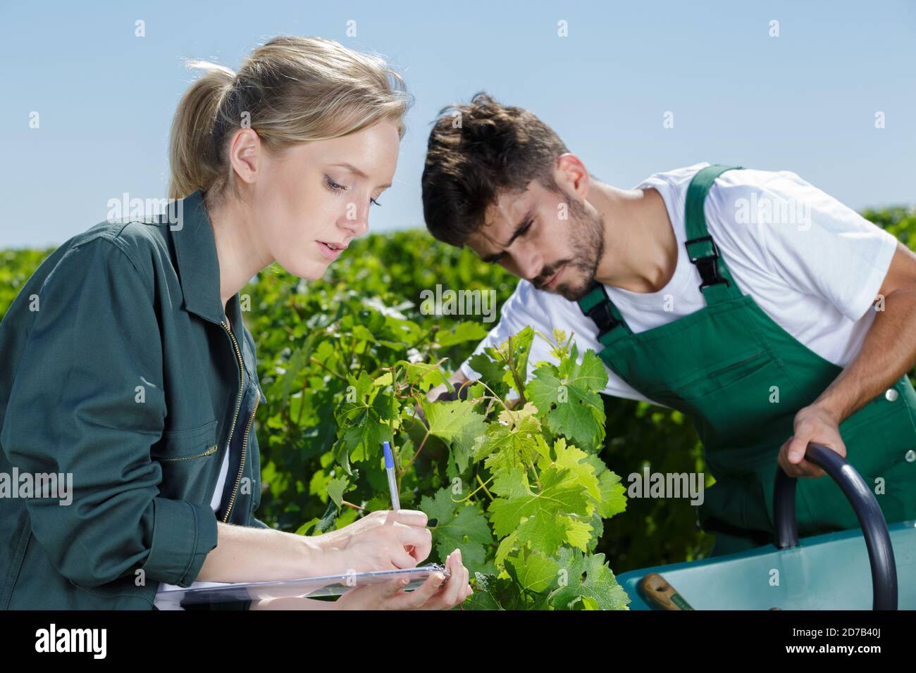 Bordeaux vineyard and workers hi-res stock photography and images - Alamy