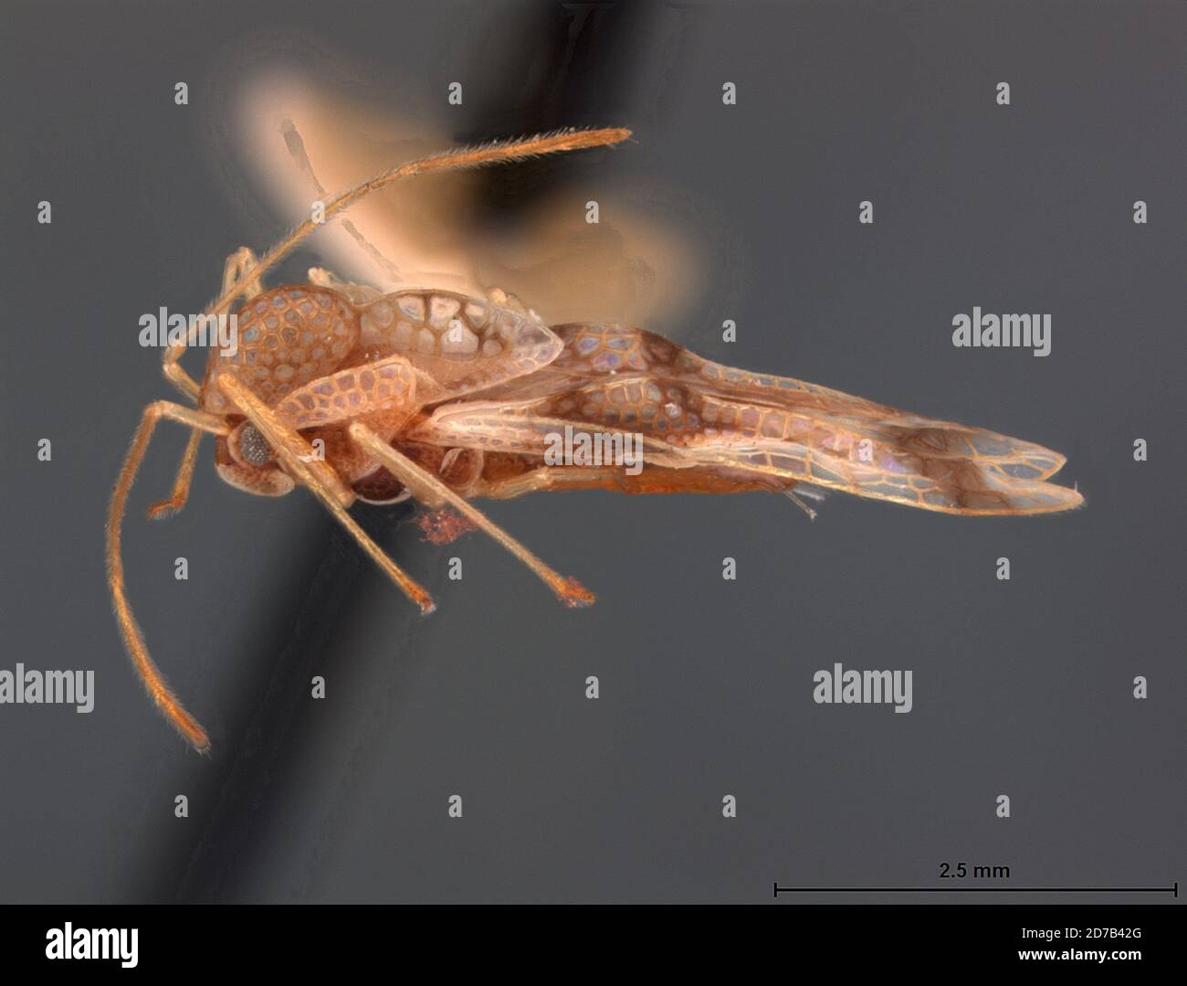 Stephanitis svensoni drake hi-res stock photography and images - Alamy