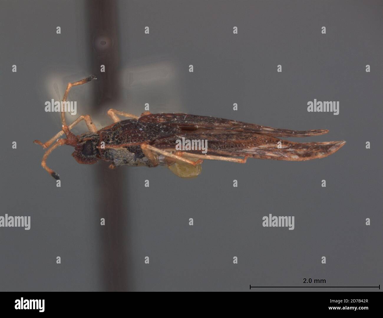 1953 animalia hi-res stock photography and images - Alamy