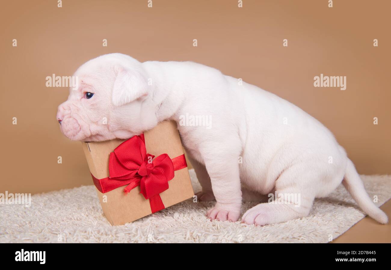 Cute bulldog gift box hi-res stock photography and images - Alamy