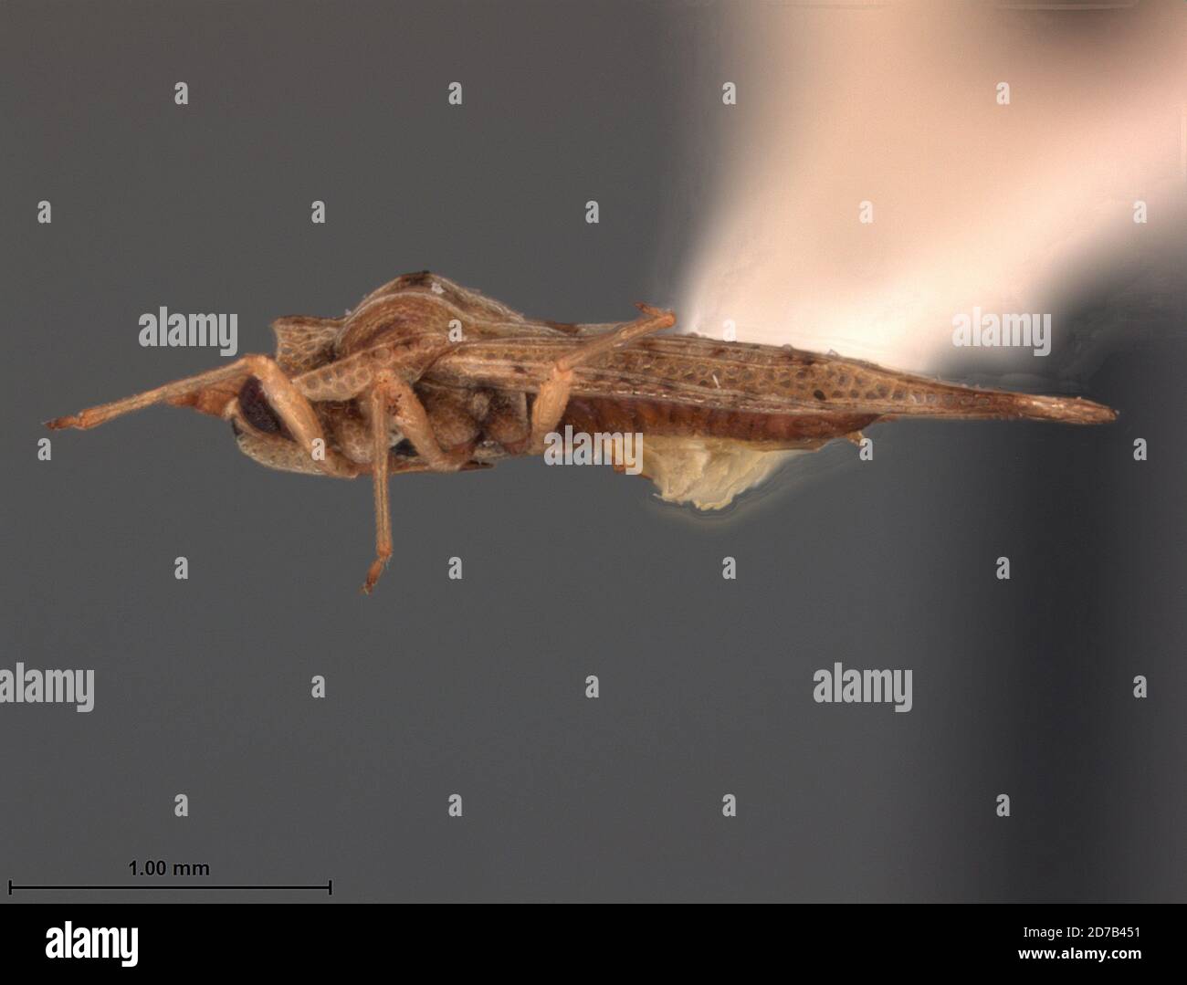 National Park, Queensland, Australia, Tingis perkensi Drake, 1947 ...