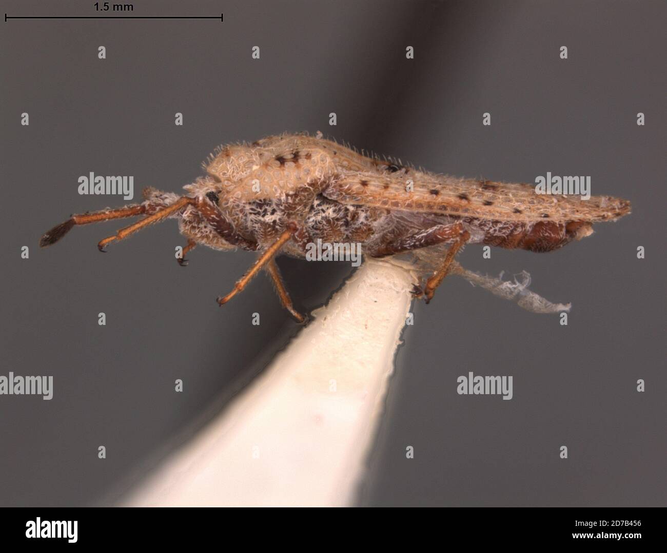 Agra, Uttar Pradesh, India, Tingis agrana Drake & Livingstone, 1964 ...