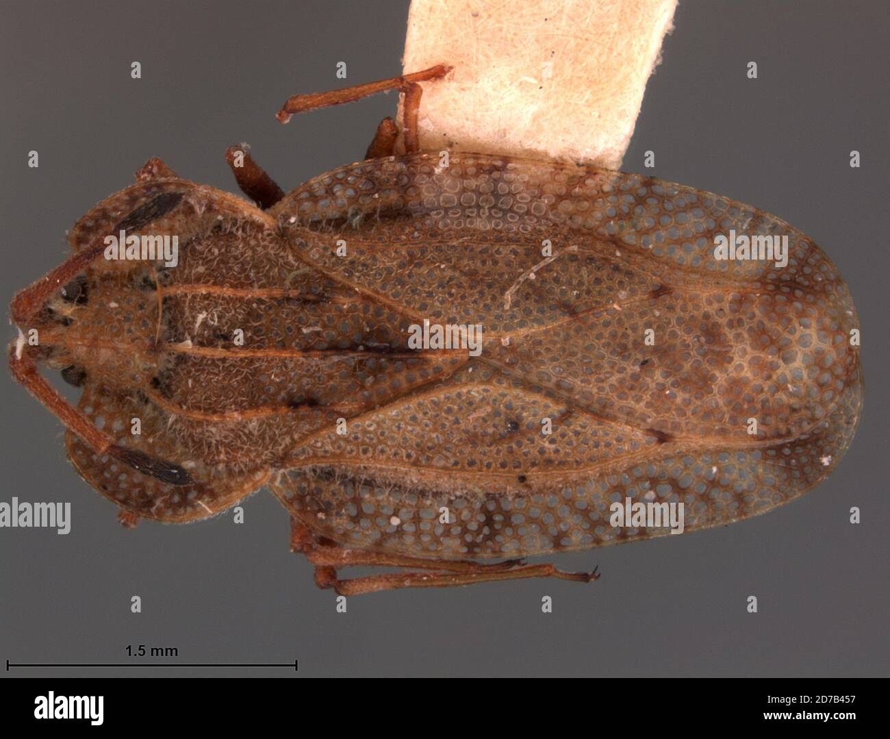 Tingis hi-res stock photography and images - Alamy