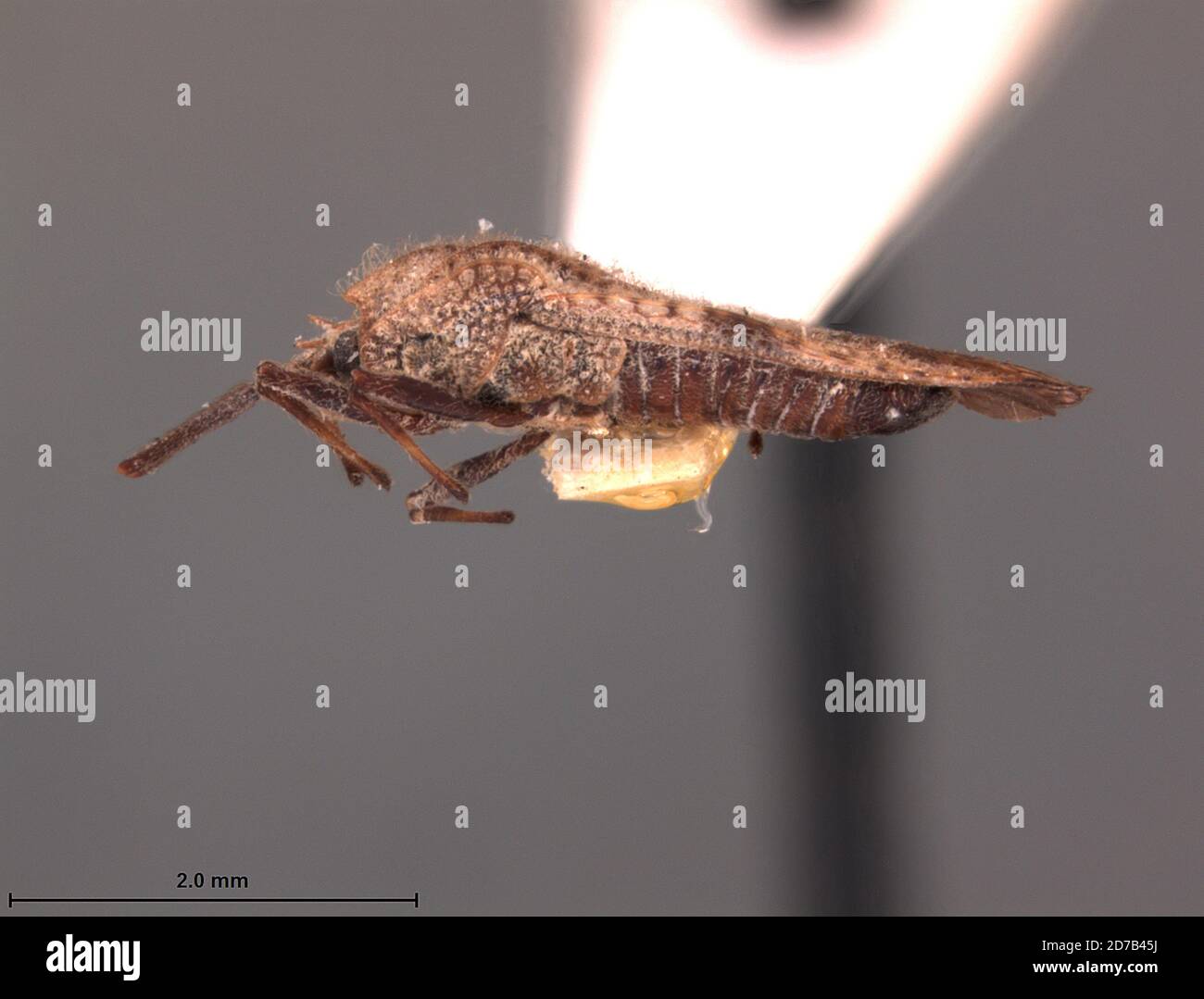 Tingis beesoni drake hi-res stock photography and images - Alamy