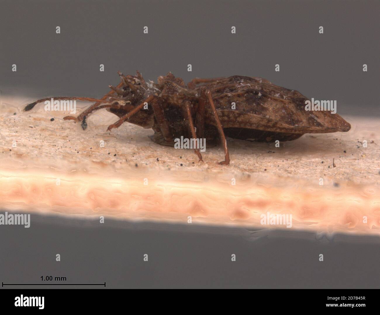 Kadongo, Kivu, Democratic Republic of Congo, Ulmus engaeus Drake ...