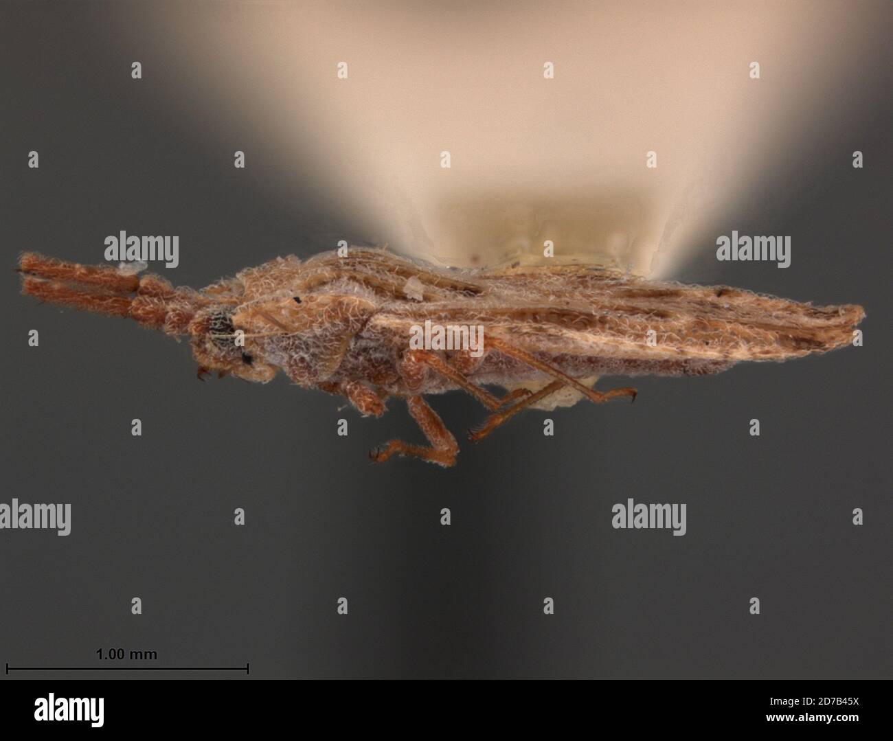 Tingis modosa drake hi-res stock photography and images - Alamy