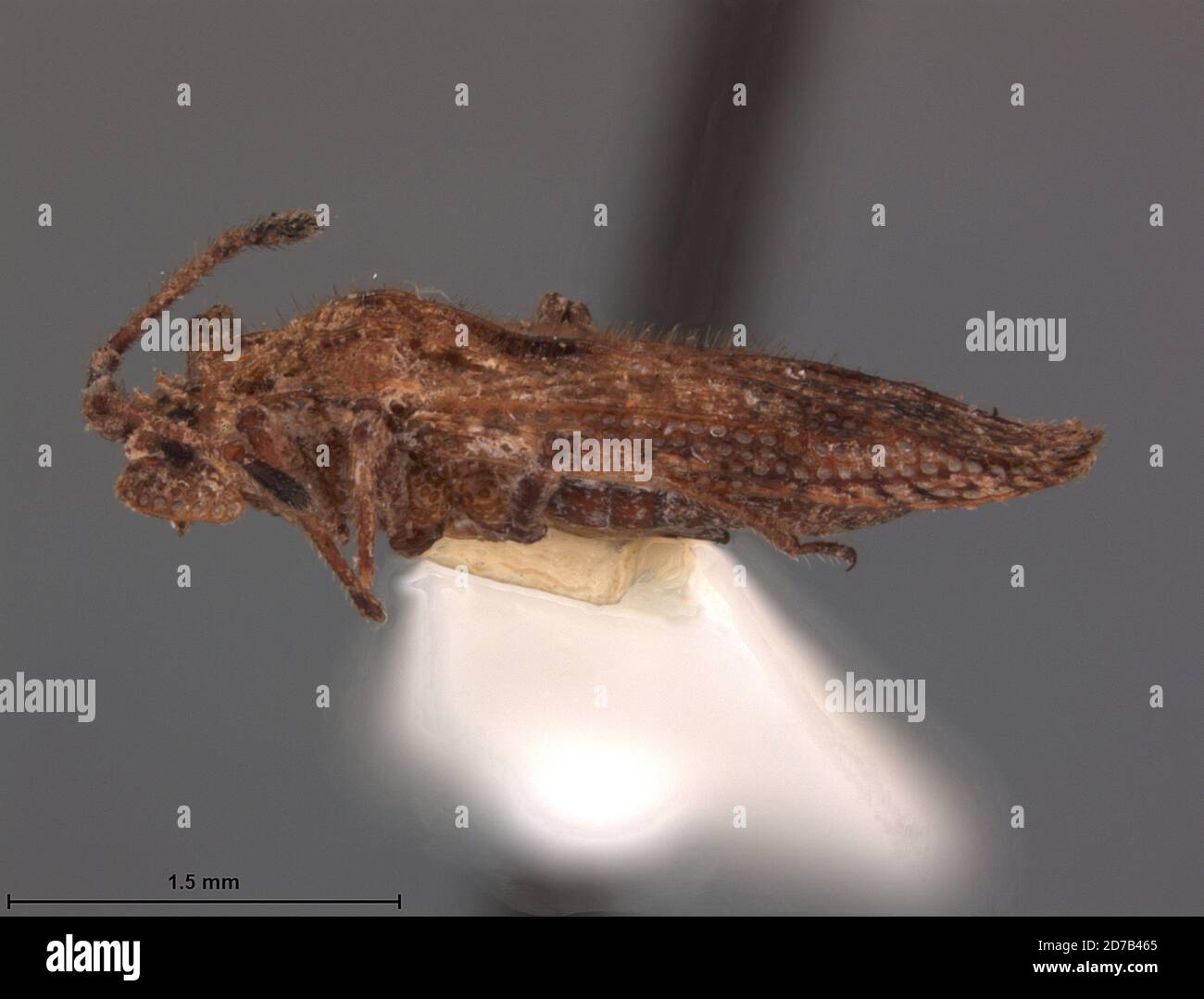 1953 animalia hi-res stock photography and images - Alamy