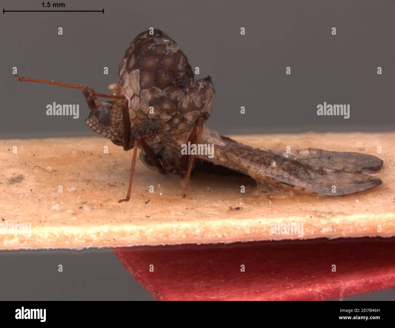 Hoa-Binh, Tonkin, Vietnam, Ypsotingis tonkinana Drake & Maa, 1955 ...