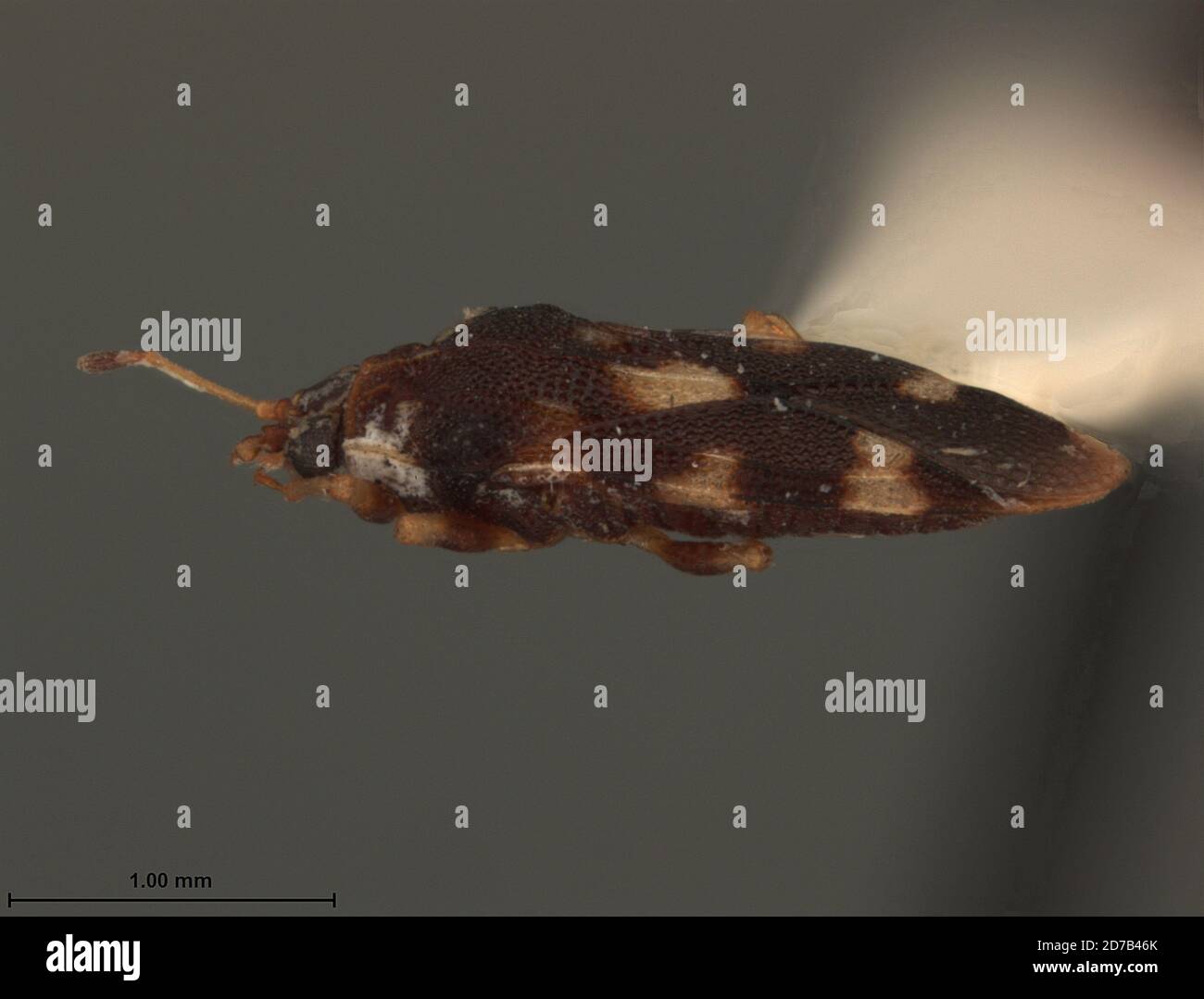 Davao del Sur, Philippines, Zorotingis scitula Drake & Ruhoff, 1961 ...