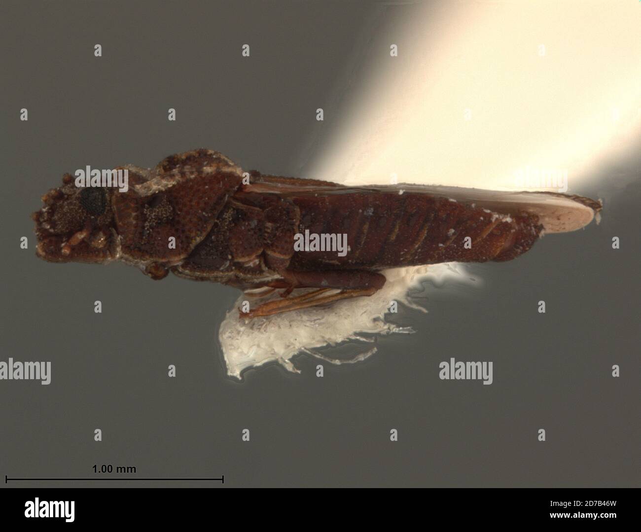 Louis Trichardt, Transvaal, South Africa, Sinalda haplotaxis Froeschner ...