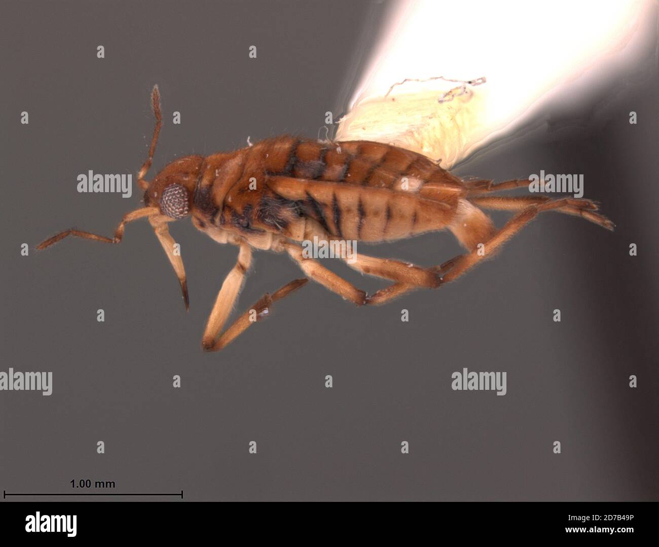 Mayagüez, Puerto Rico, United States, Microvelia argusta Drake ...