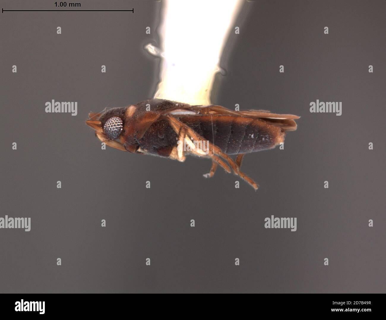 Veliidae hi-res stock photography and images - Alamy