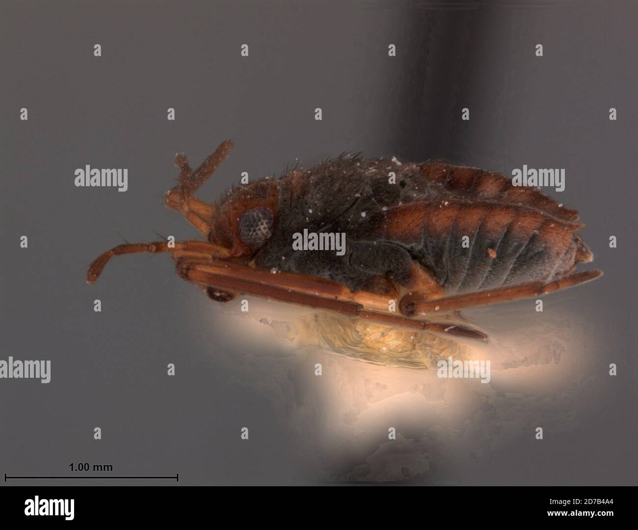 Punta Gorda, Toledo, Belize, Microvelia turmalis Drake & Harris, 1933 ...