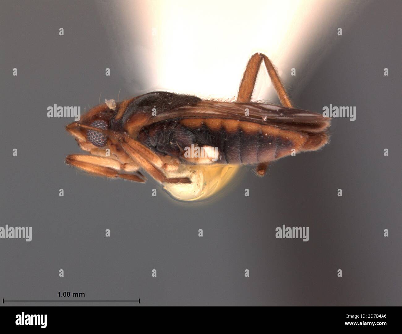 Mayagüez, Puerto Rico, United States, Microvelia portoricensis Drake ...