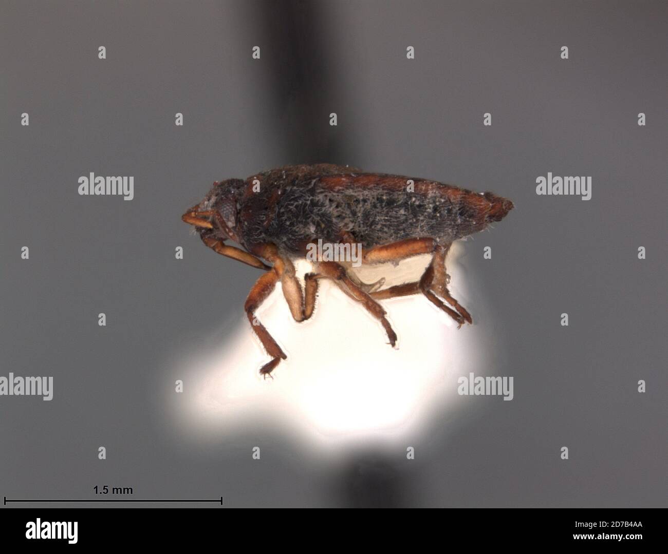 Puebla, Mexico, Microvelia pueblana Drake & Hottes, 1952, Animalia ...