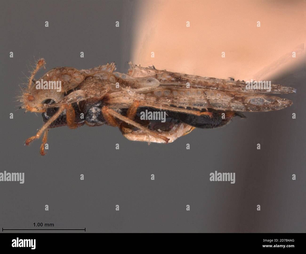 San Francisquito Creek, San Mateo, California, United States ...