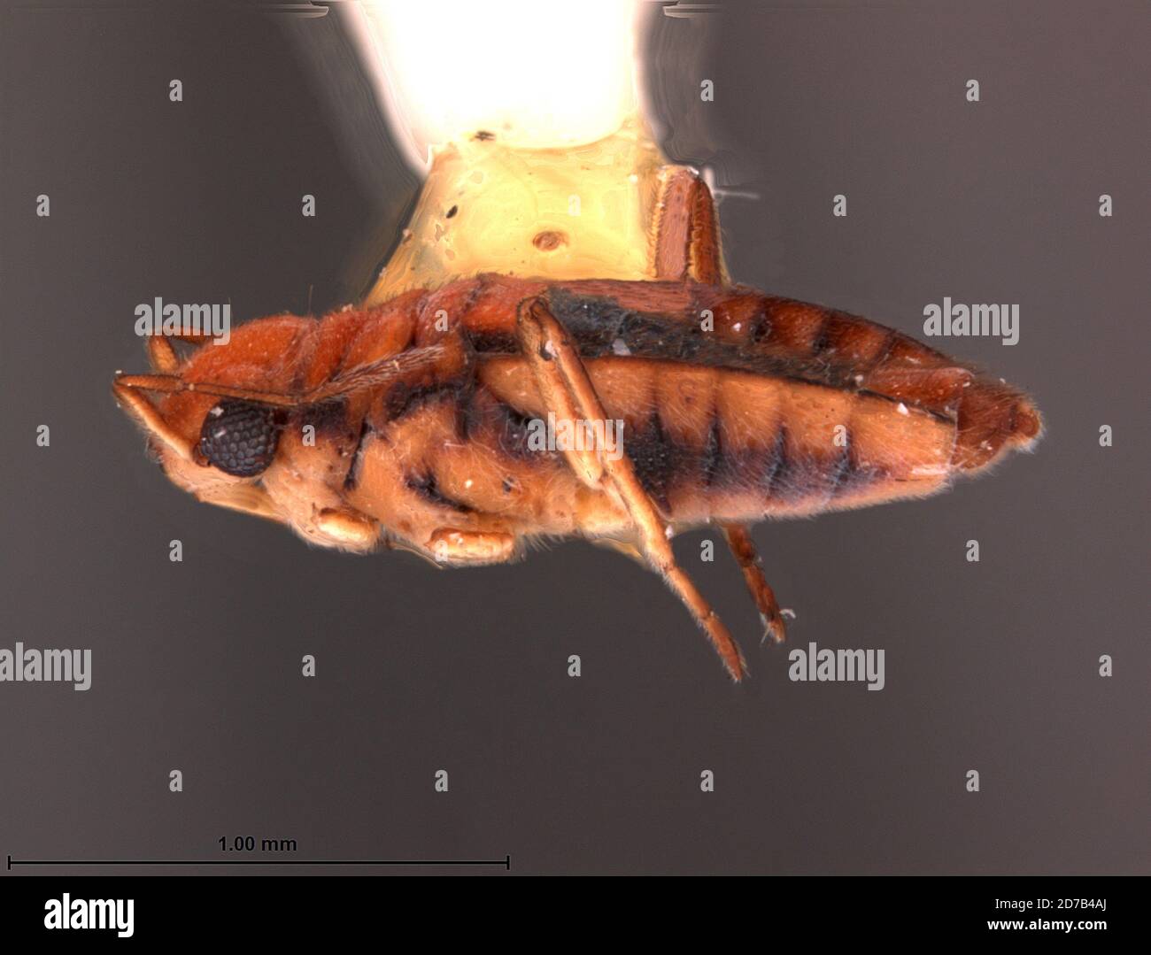 Valparaiso, Chile, Microvelia chilena Drake & Hussey, 1955, Animalia ...