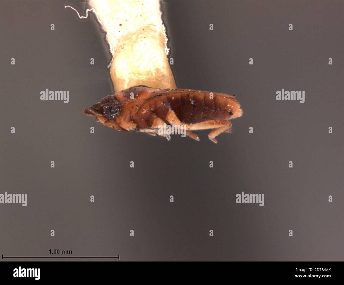 Grenada, Microvelia pudoris Drake & Harris, 1936, Animalia, Arthropoda ...