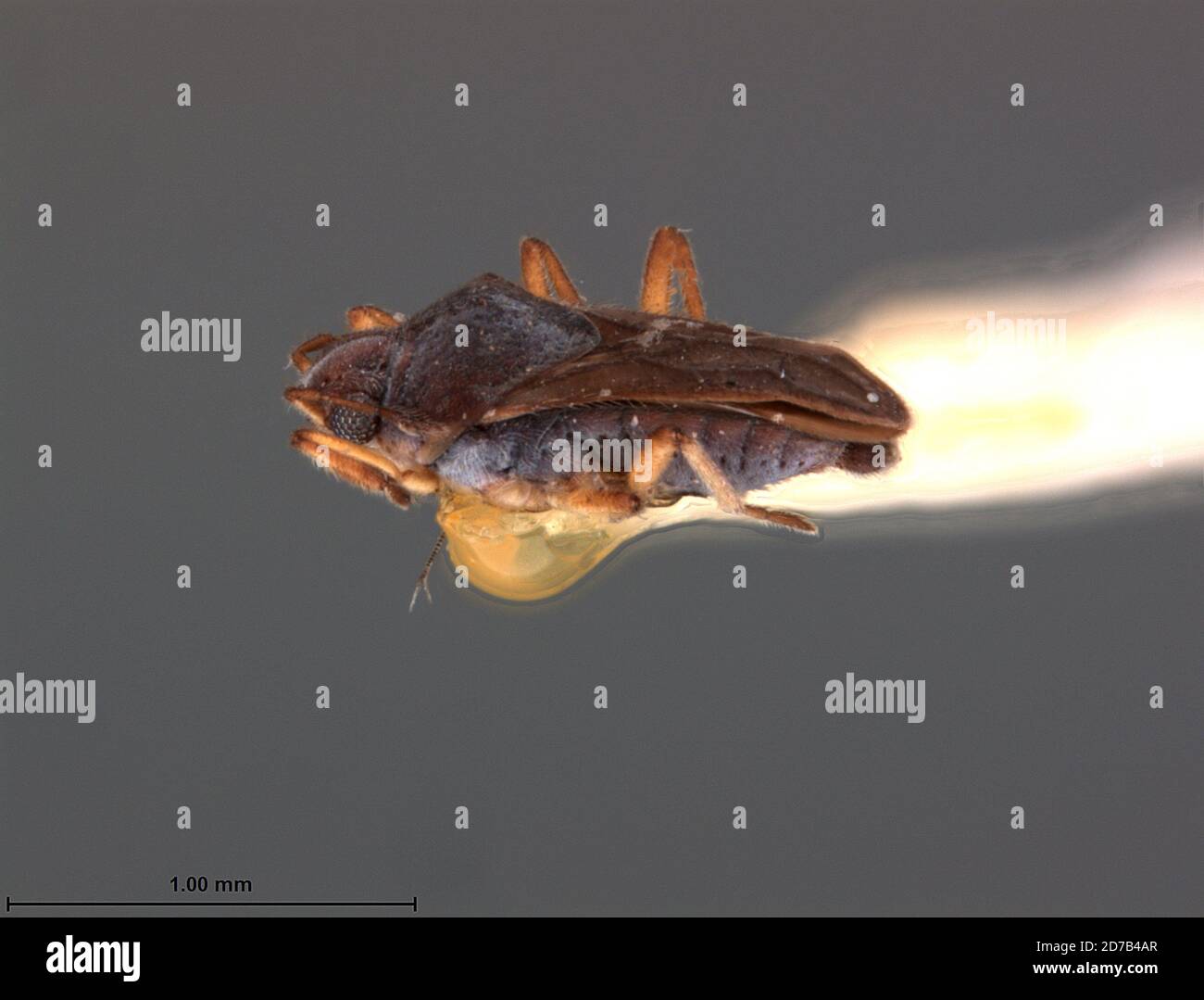 Lujan, Buenos Aires, Argentina, Microvelia lujanana Drake, 1951 ...