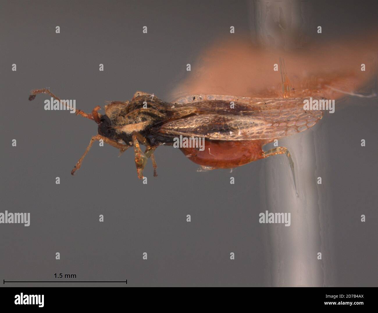 Gargaphia bimaculata parshley hi-res stock photography and images - Alamy