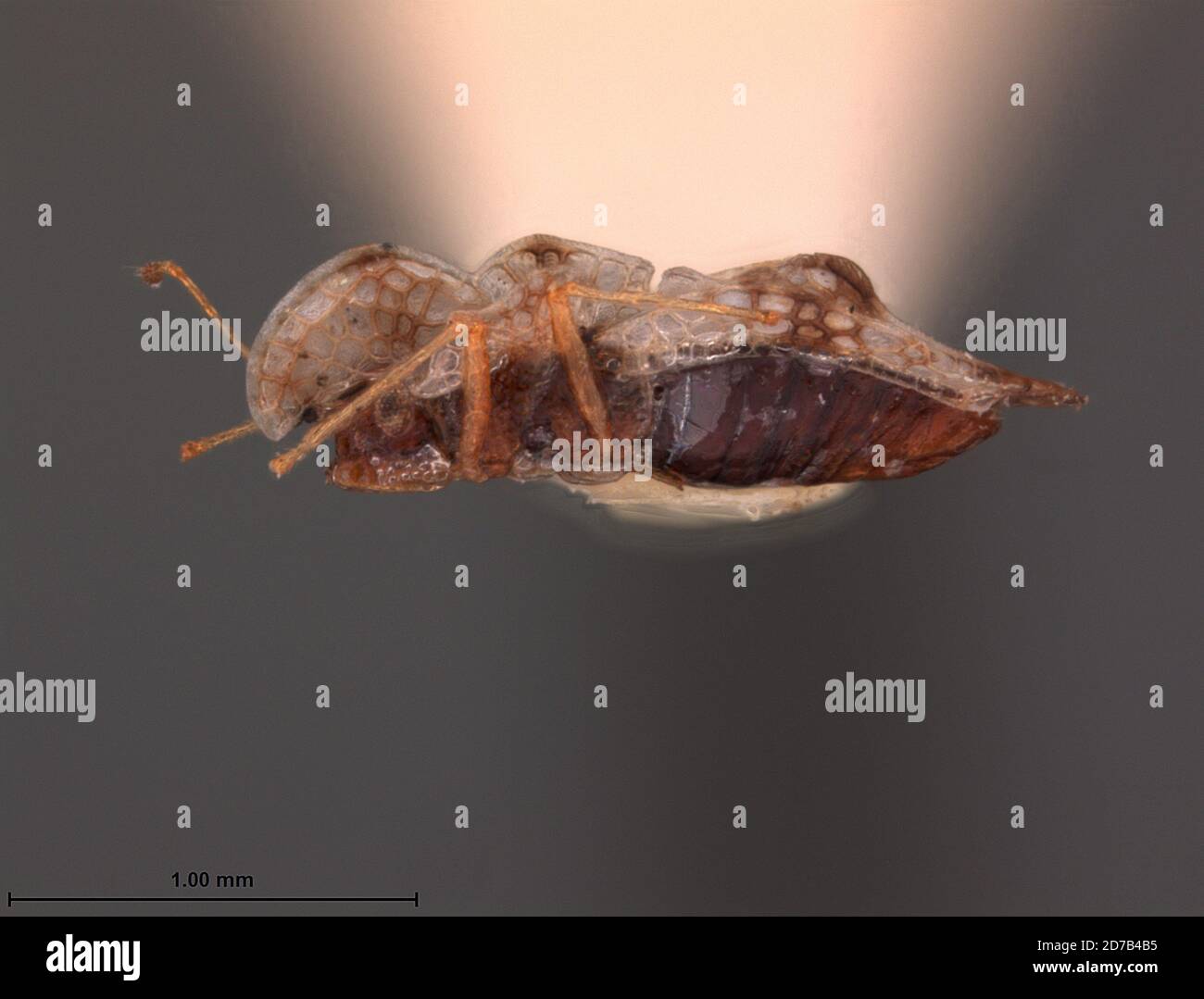 Tingis caestri reed hi-res stock photography and images - Alamy