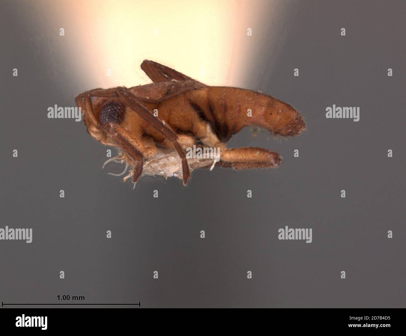 Mayagüez, Puerto Rico, United States, Microvelia zillana Drake & Hottes ...