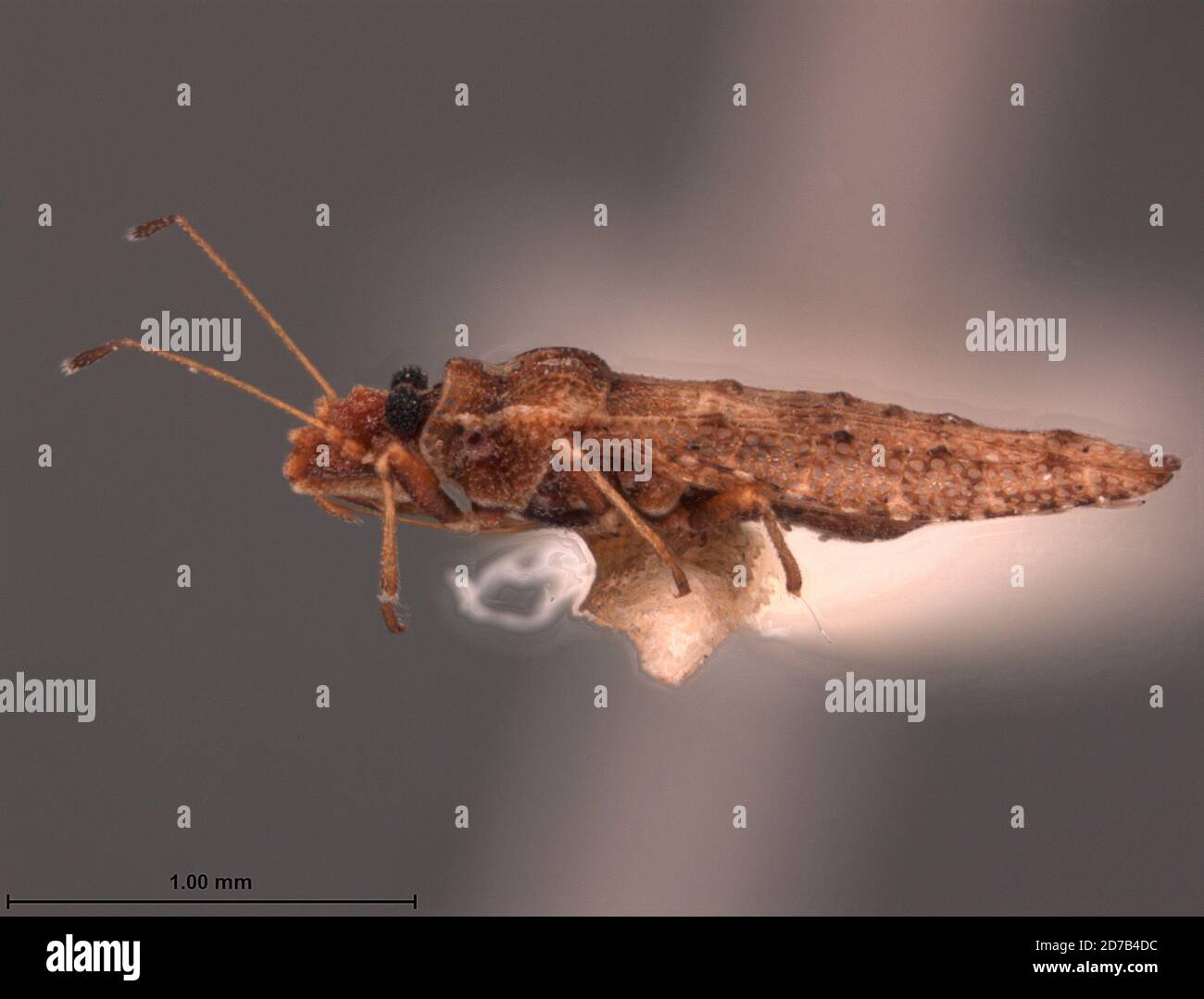 1940 animalia hi-res stock photography and images - Alamy