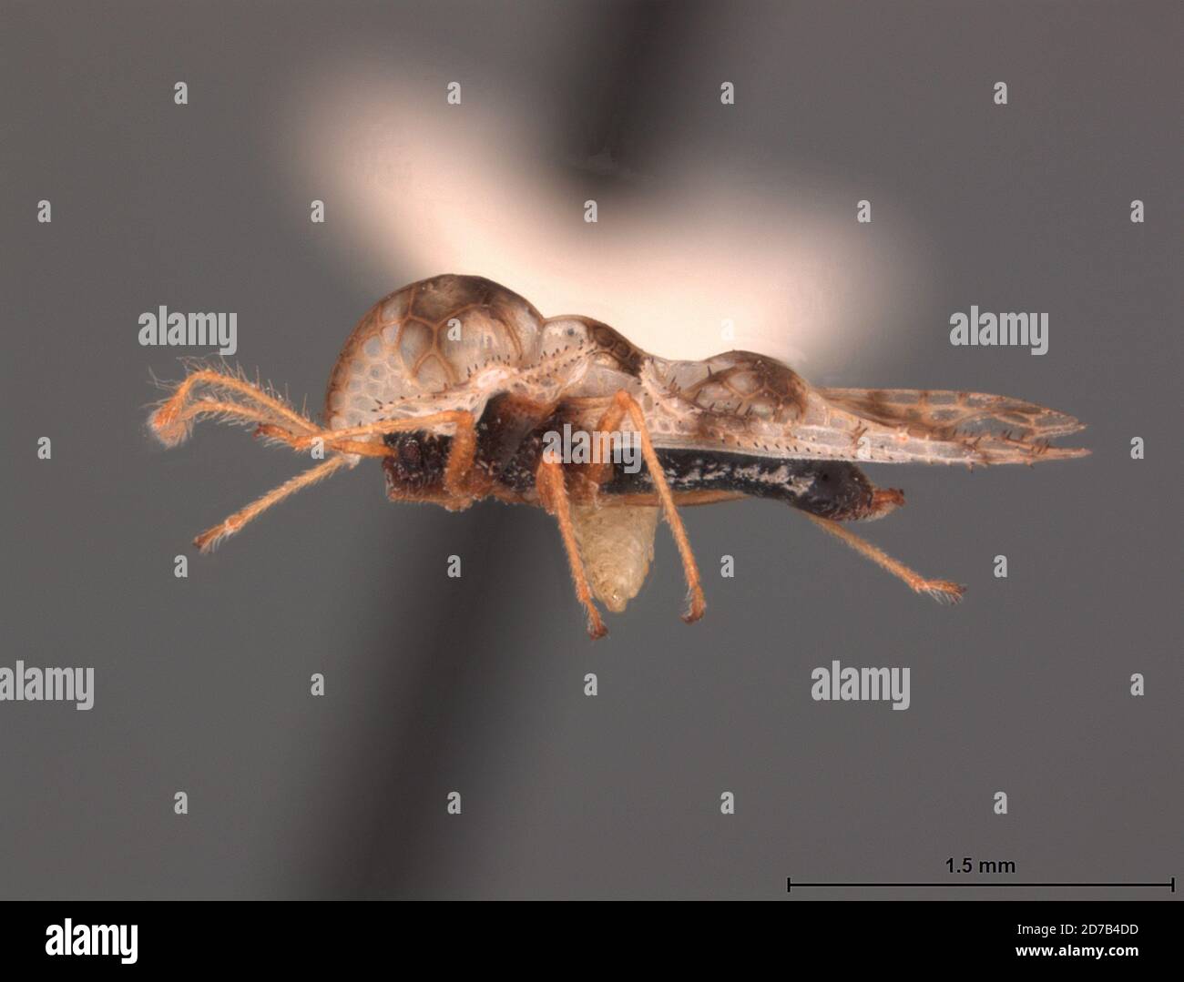 Pinned, Patagonia, Santa Cruz, Arizona, United States, Corythucha omani ...