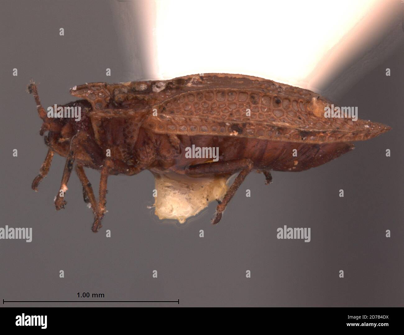 1934 animalia hi-res stock photography and images - Alamy