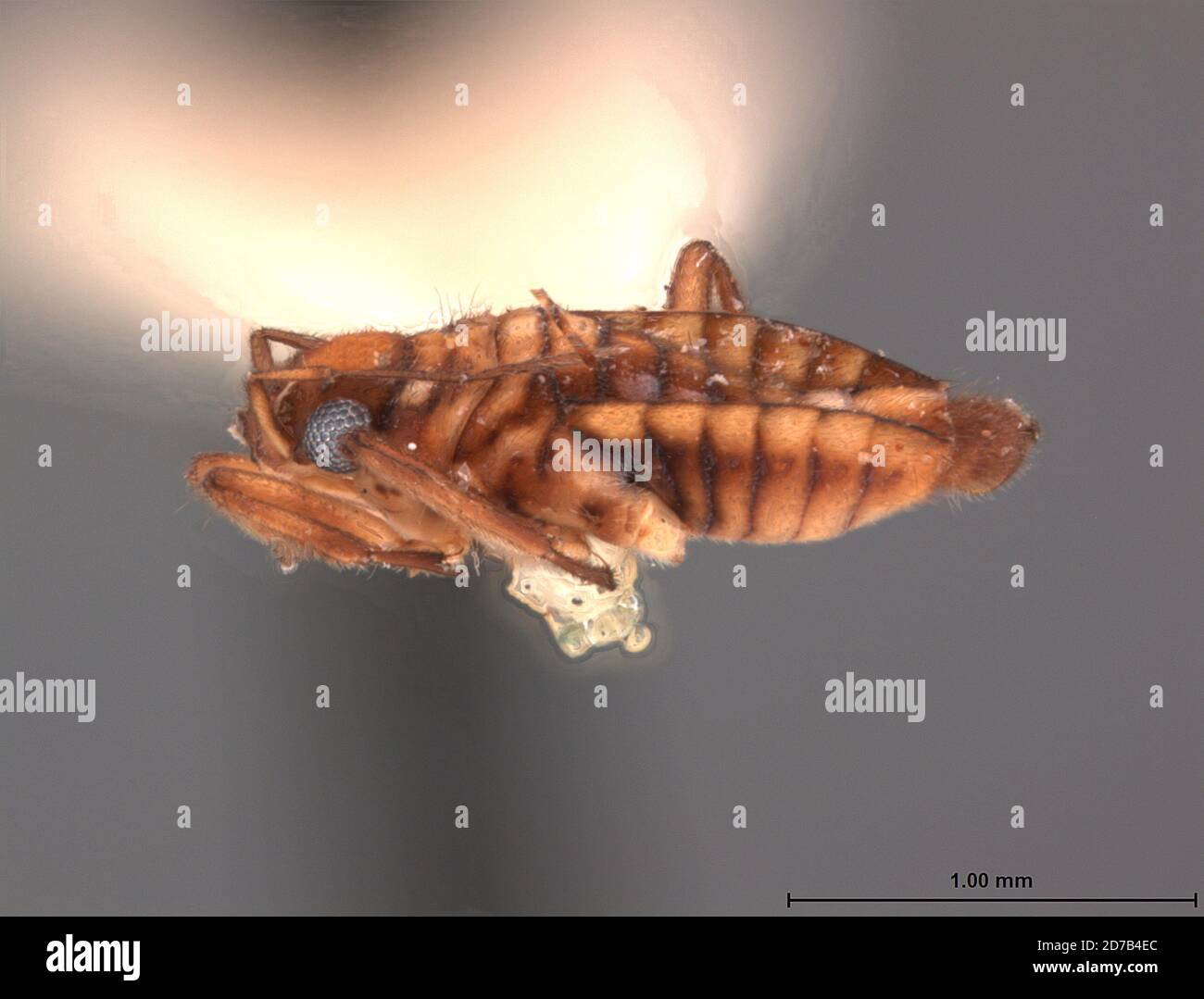 Microvelia tateiana drake hi-res stock photography and images - Alamy