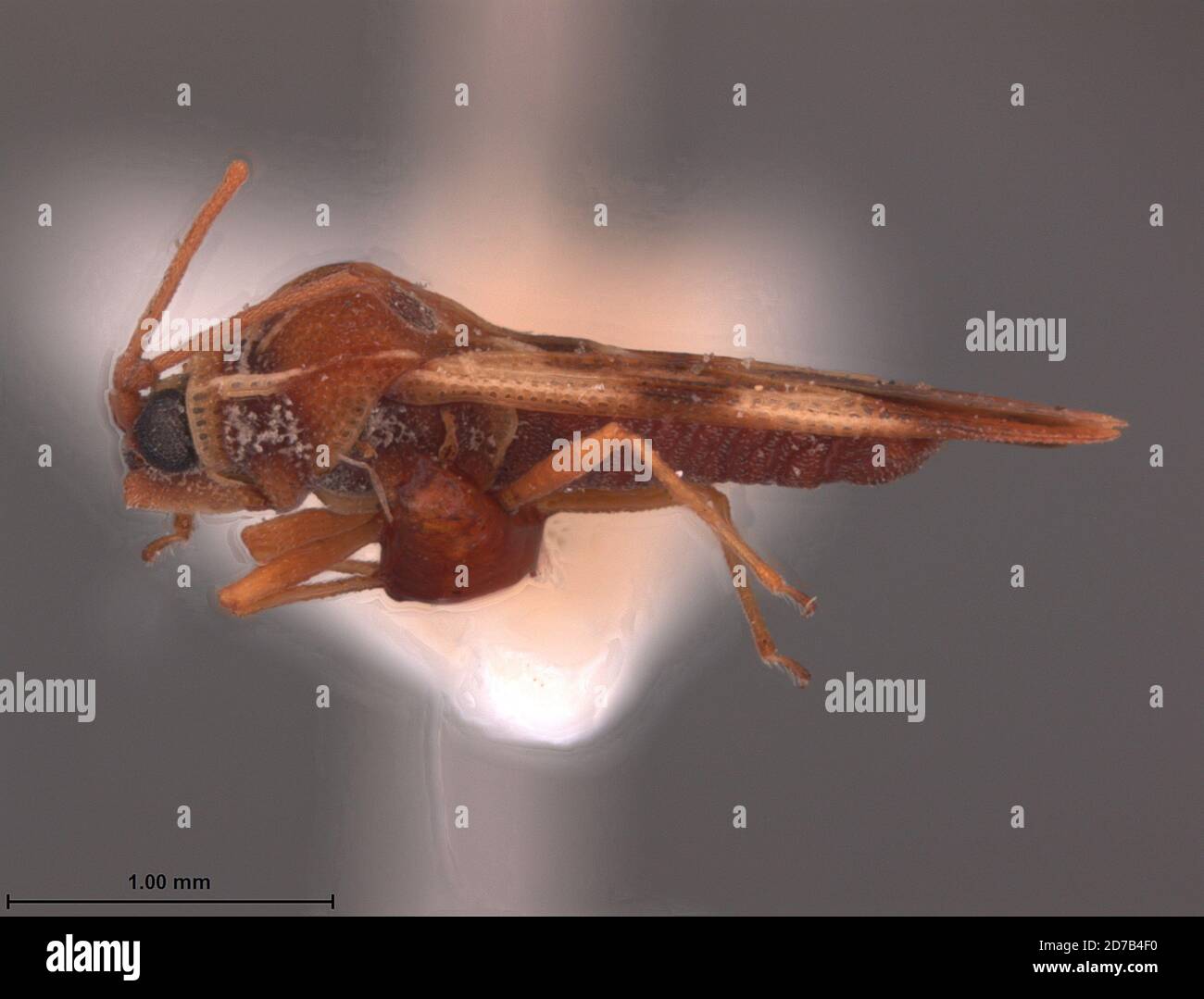 Singapore, Perissonemia recentis Drake & Poor, 1937, Animalia ...