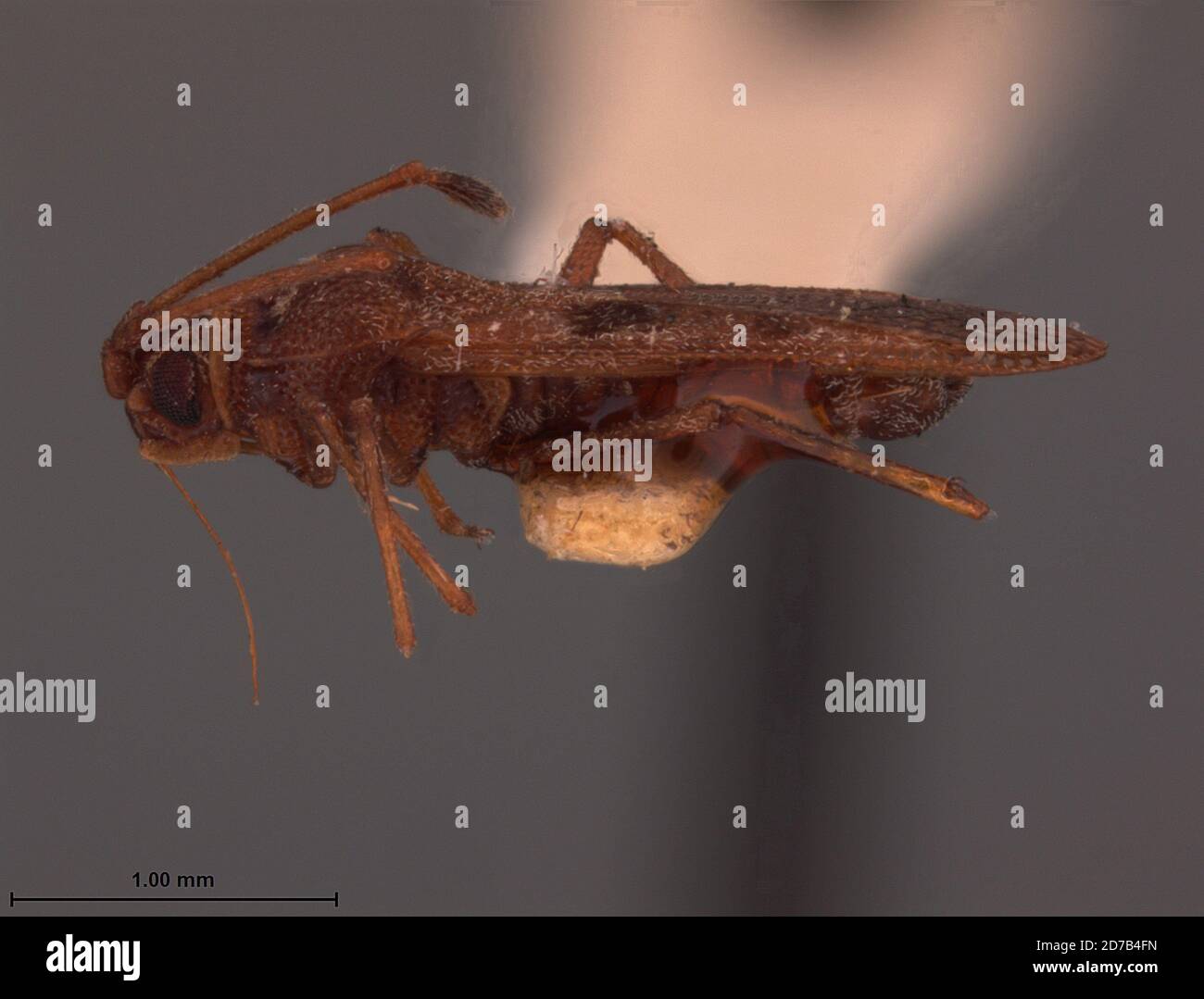 San Pedro de Macorís, Dominican Republic, Leptoypha morrisoni Drake ...