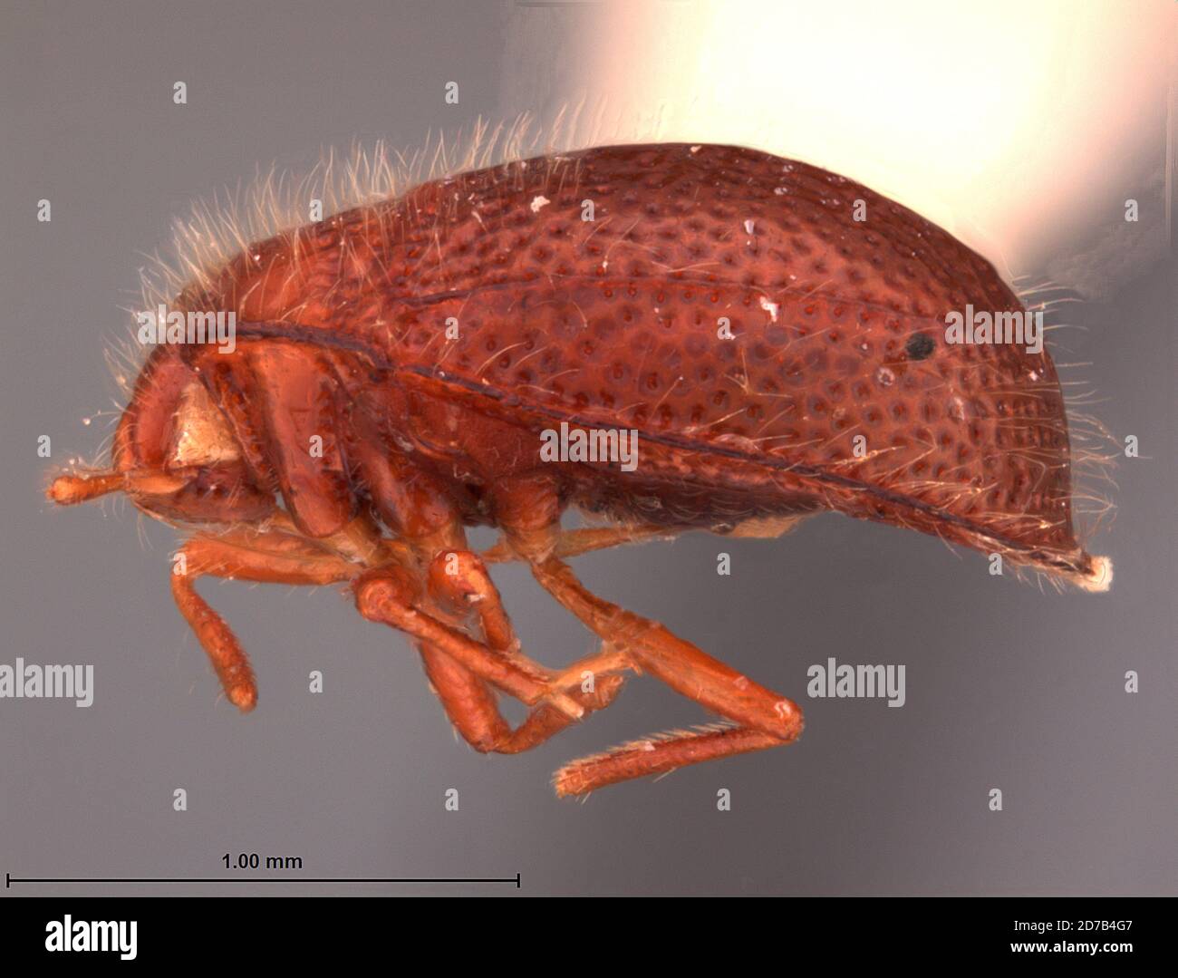 1960 animalia hi-res stock photography and images - Alamy