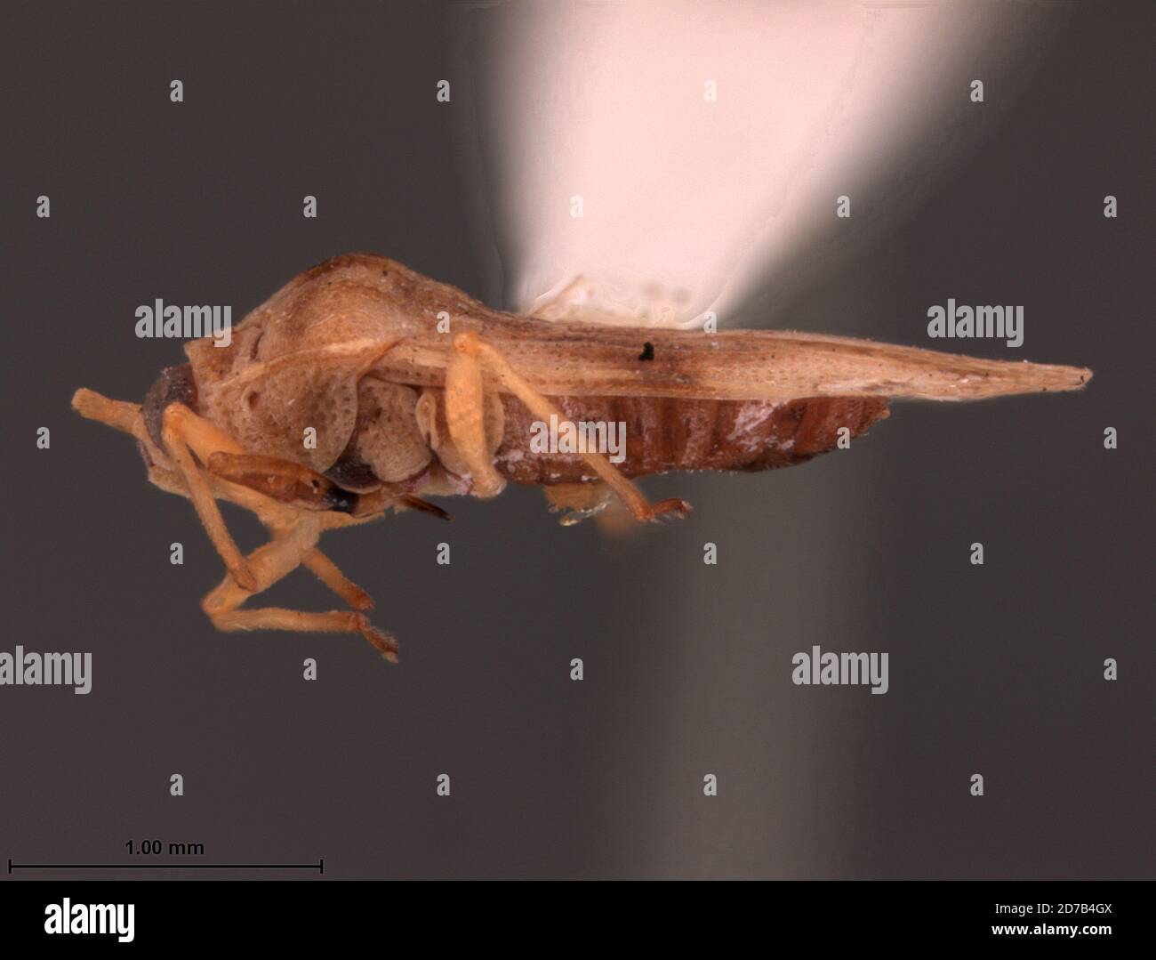 Tingis guamensis drake hi-res stock photography and images - Alamy