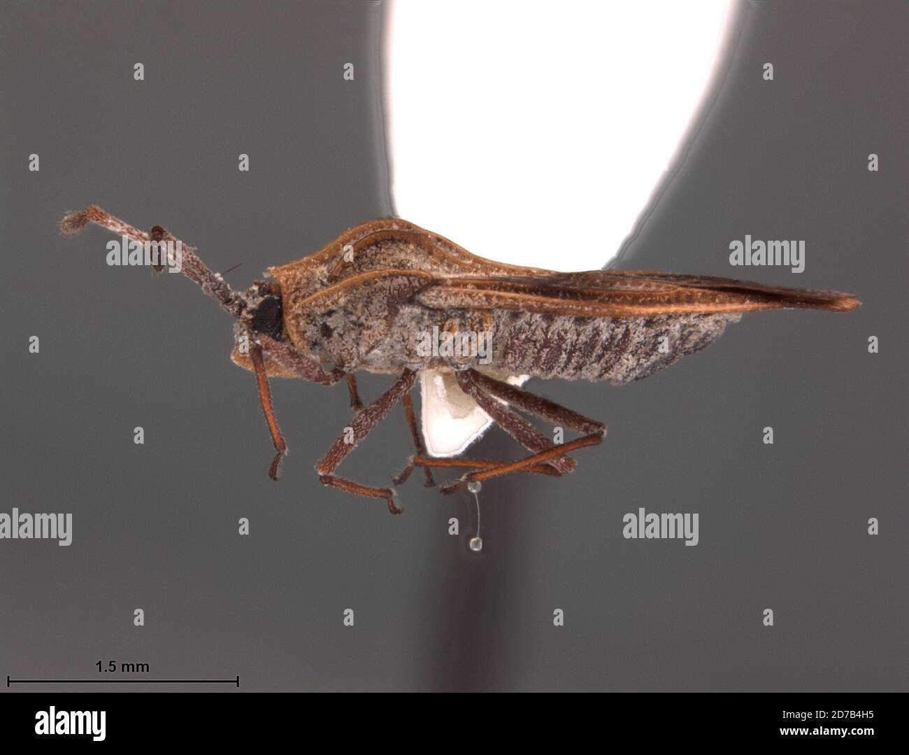 Saint Augustine, Trinidad, Trinidad and Tobago, Teleonemia harleyi ...