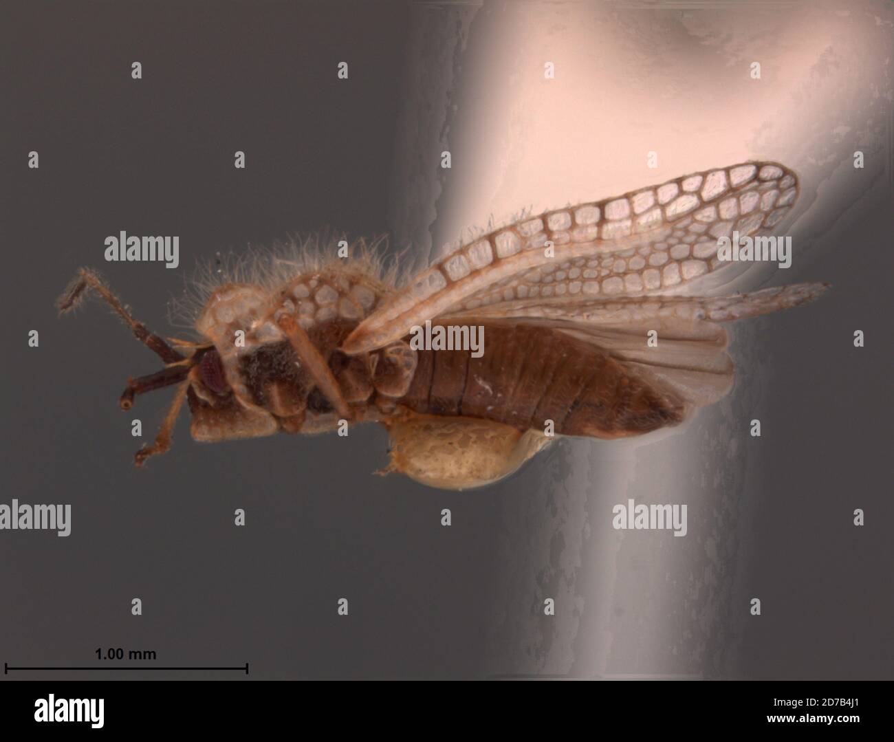 Gargaphia carinata gibson hi-res stock photography and images - Alamy