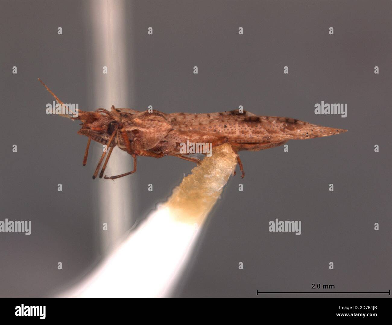 Portobelo, Colón, Panama, Phatnoma filetia Gibson, Animalia, Arthropoda ...