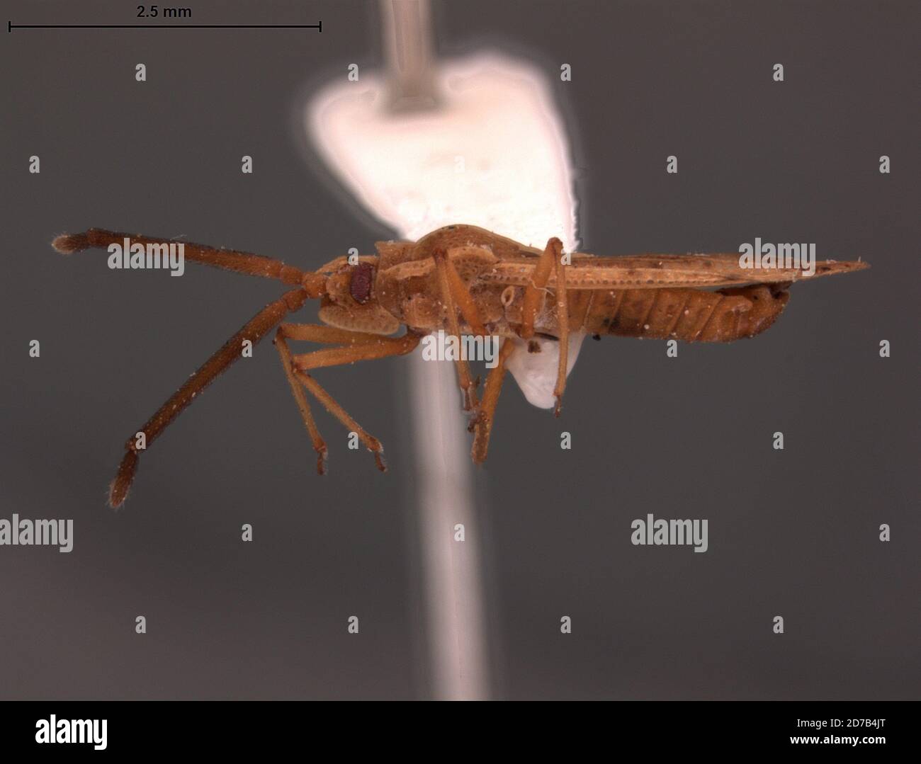 Route 51, Covington, Tipton, Tennessee, United States, Melanorhopala ...