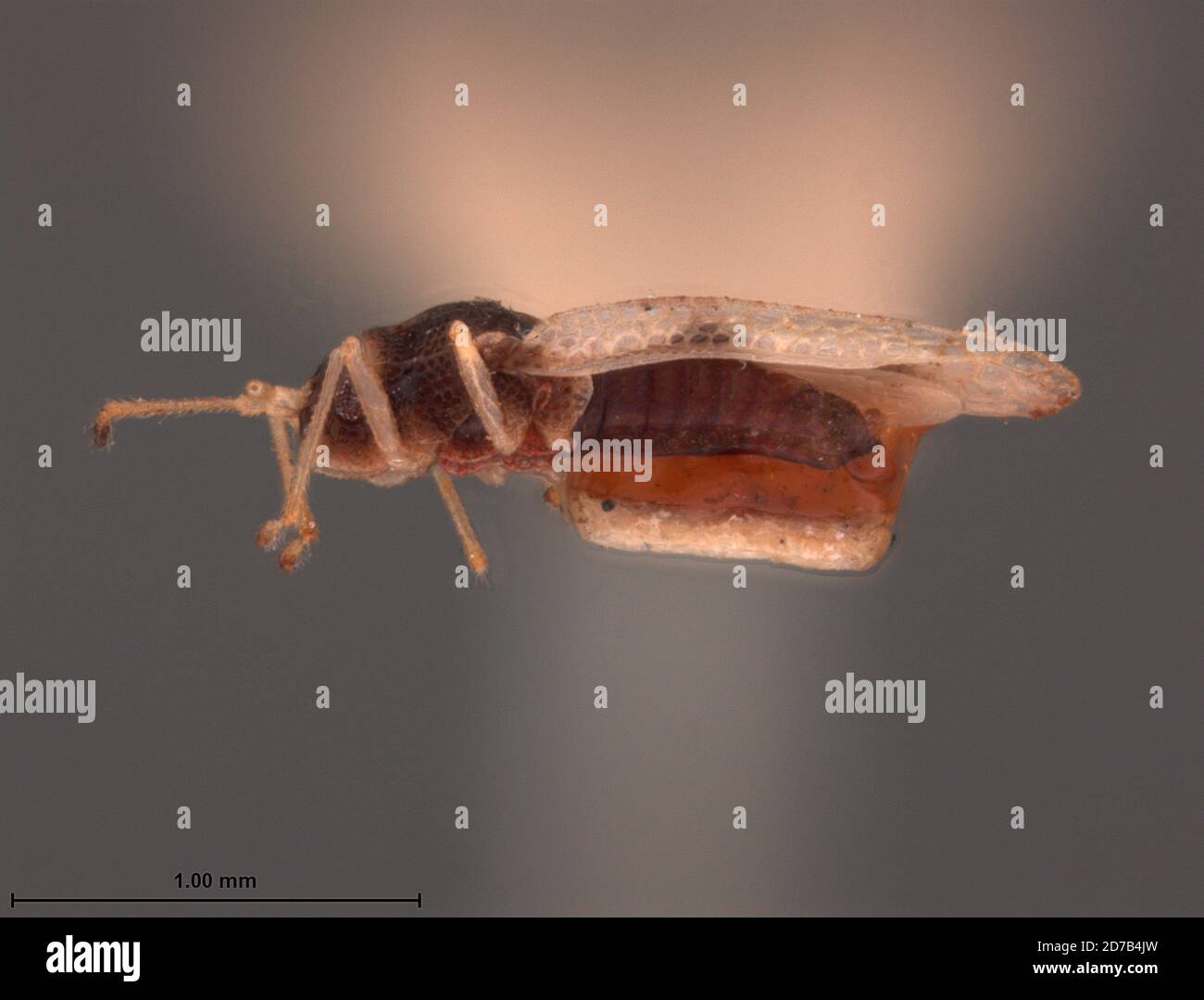 Acysta perseae heidemann hi-res stock photography and images - Alamy