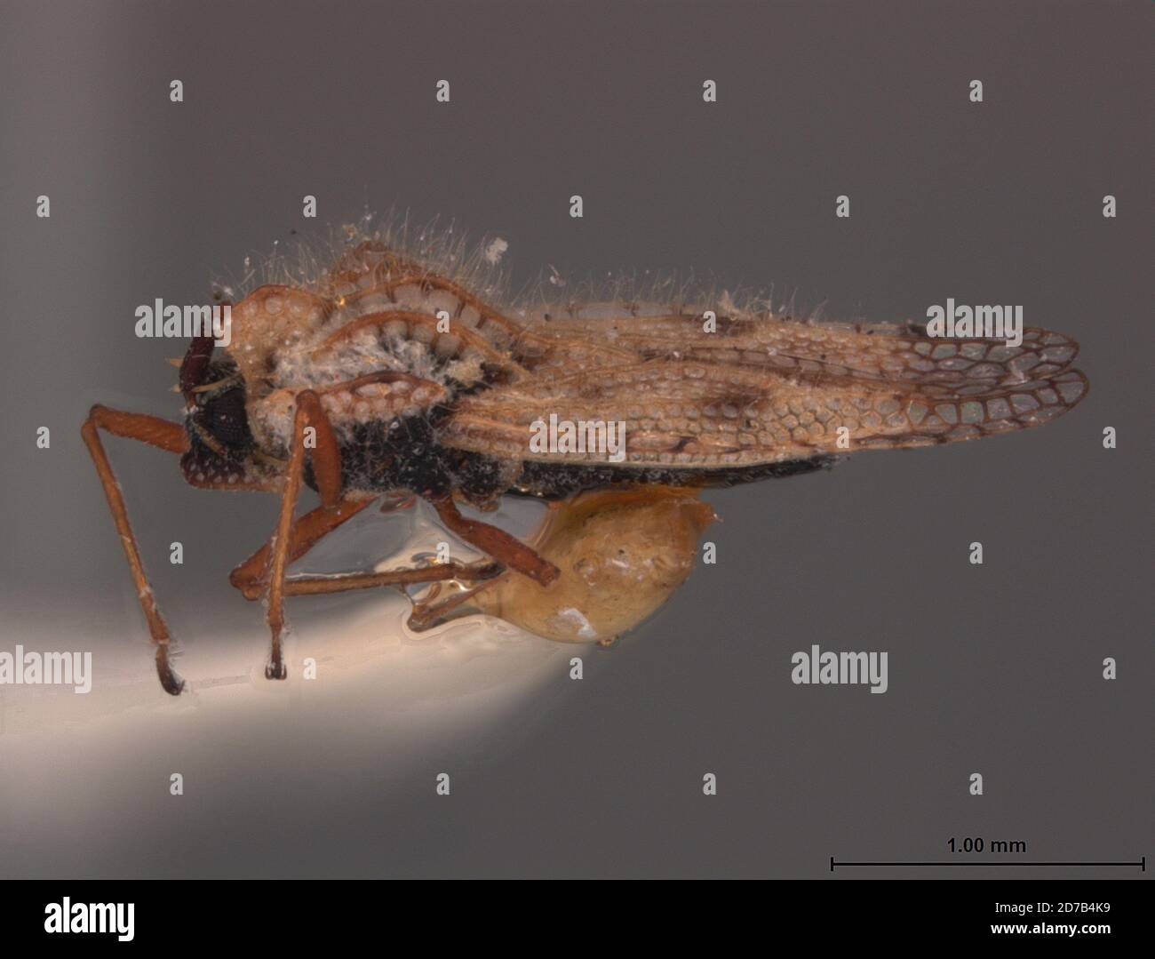Santa Rita Mountains, Arizona, United States, Gargaphia condesa Gibson ...
