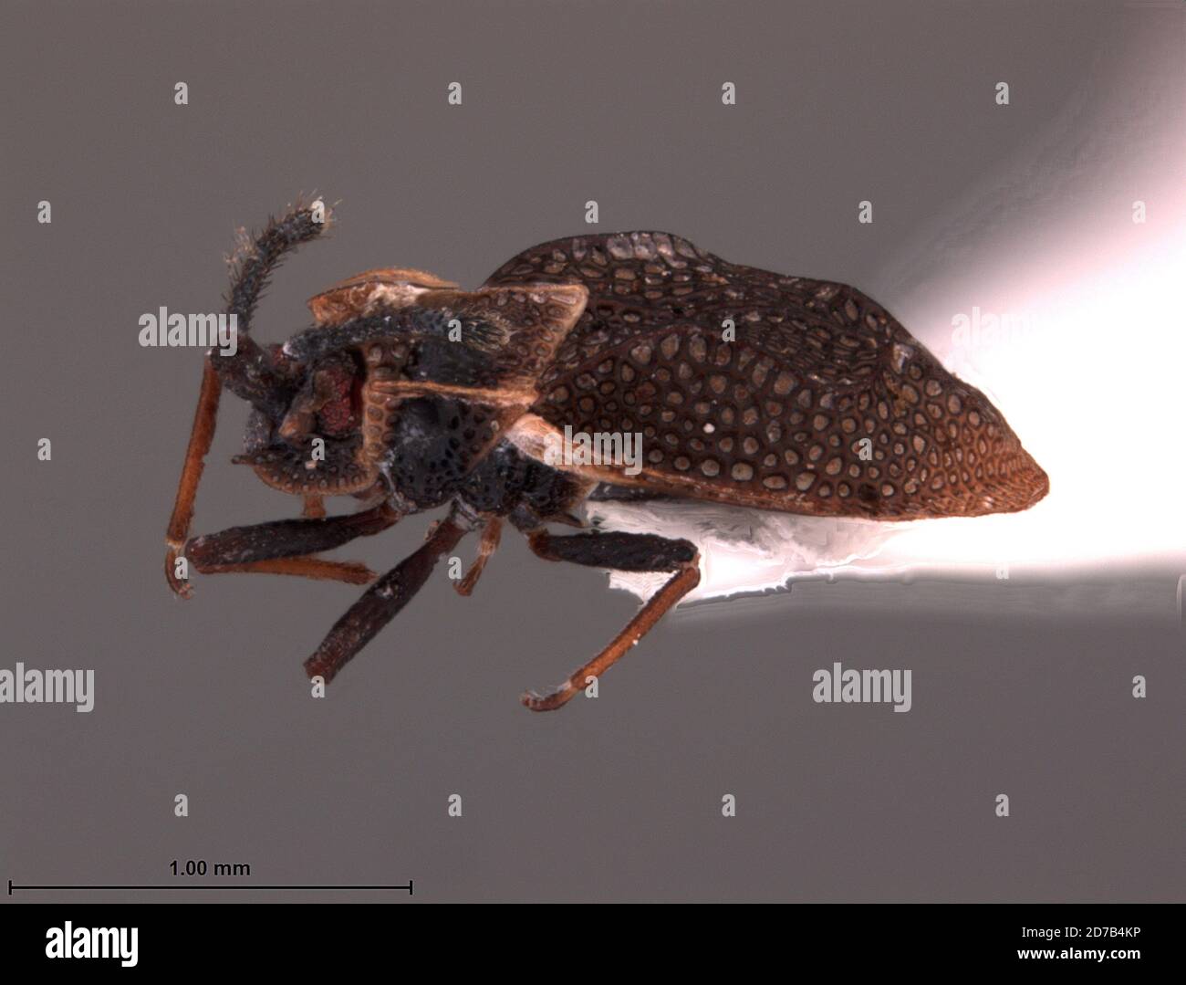 Pinned, Guatemala, Acalypta ematica Froeschner, 1996, Animalia ...